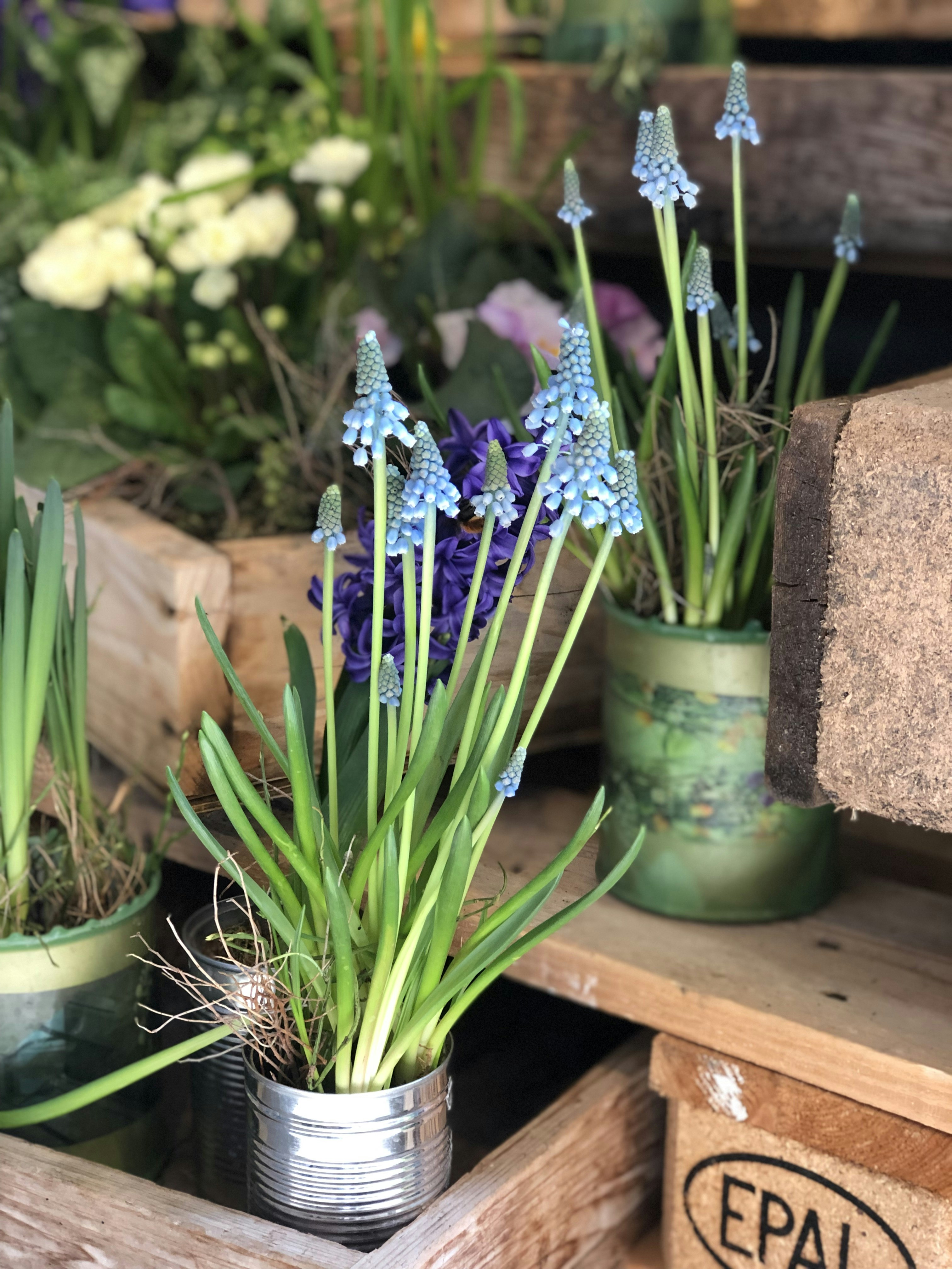 Azure Muscari in a Rustic Garden Corner: Blue-Tipped Bells in a Metal Can