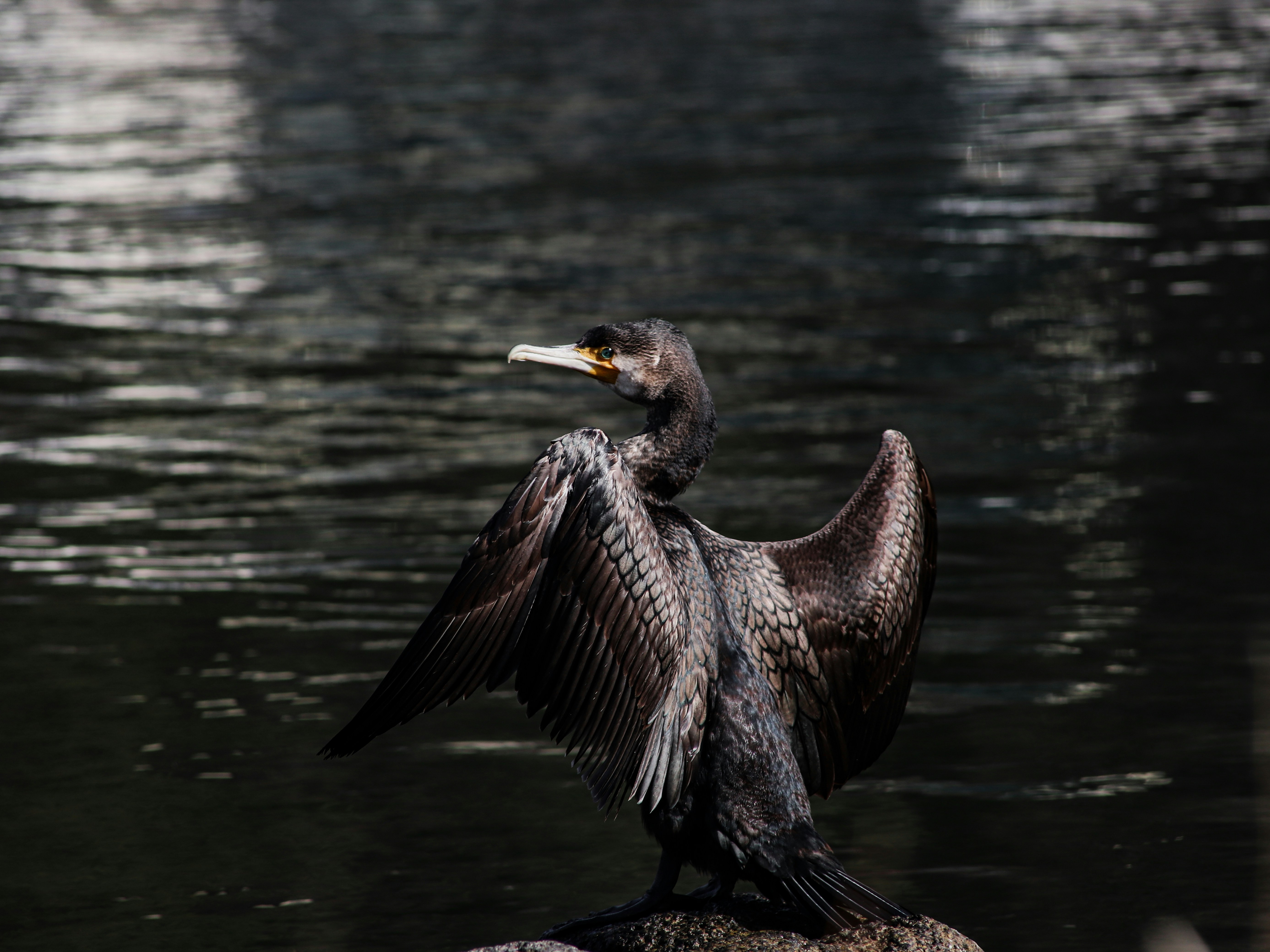 Cormorant Wingspread: a moody portrait on shadowed water