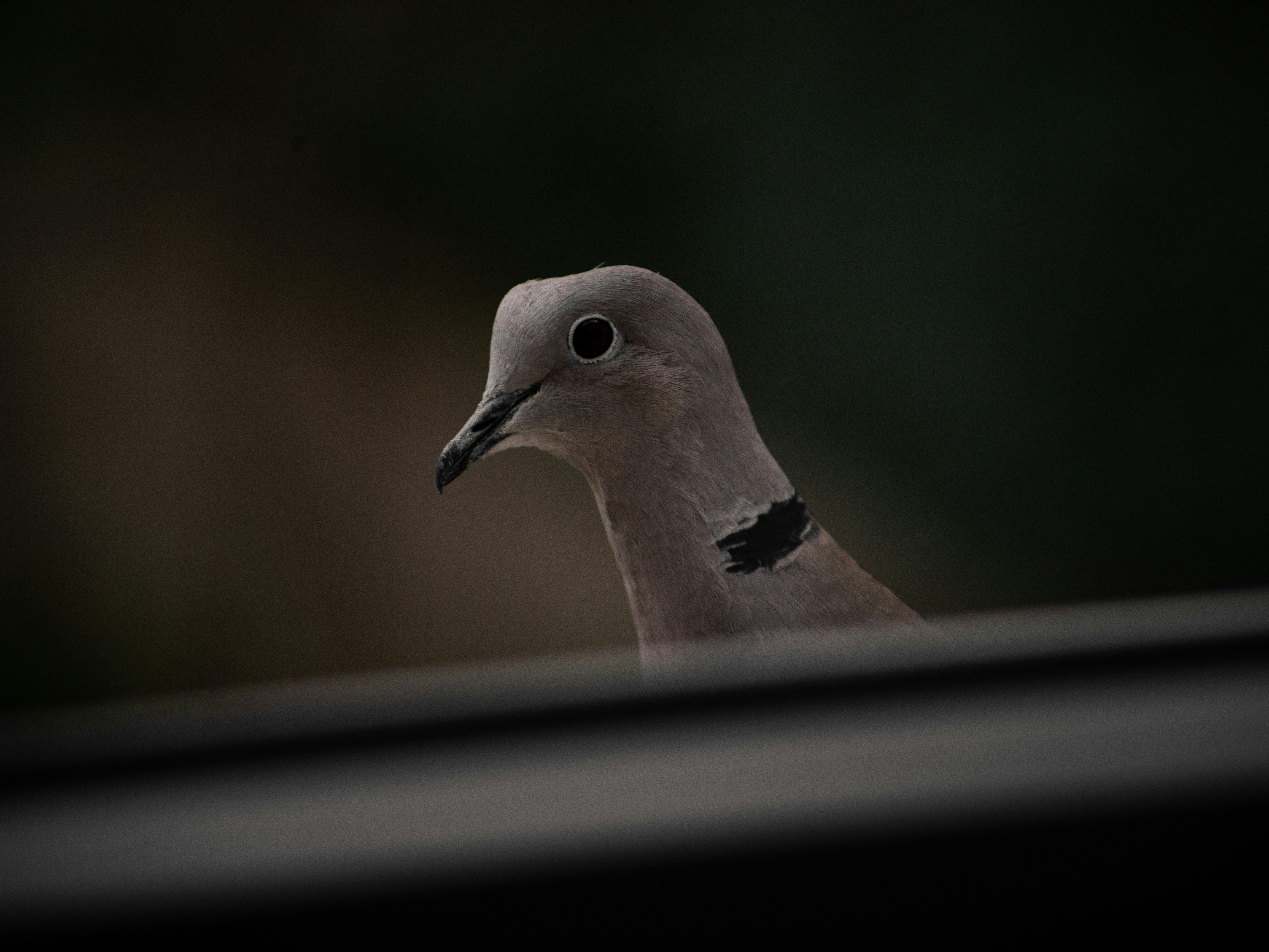 Window-Sill Watcher: A Pigeon’s Quiet Gaze into the Shadowed Street