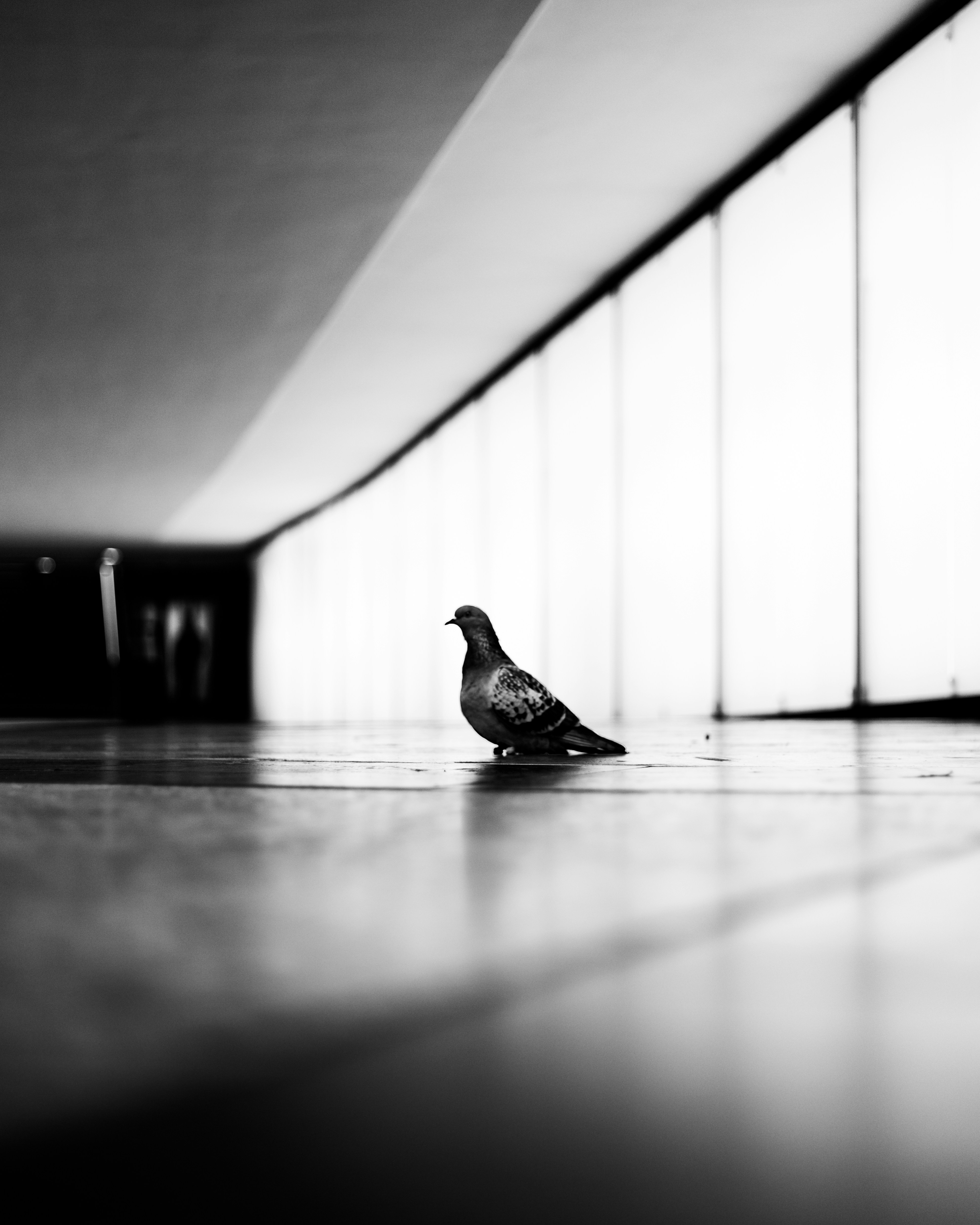 grayscale photo of bird on floor