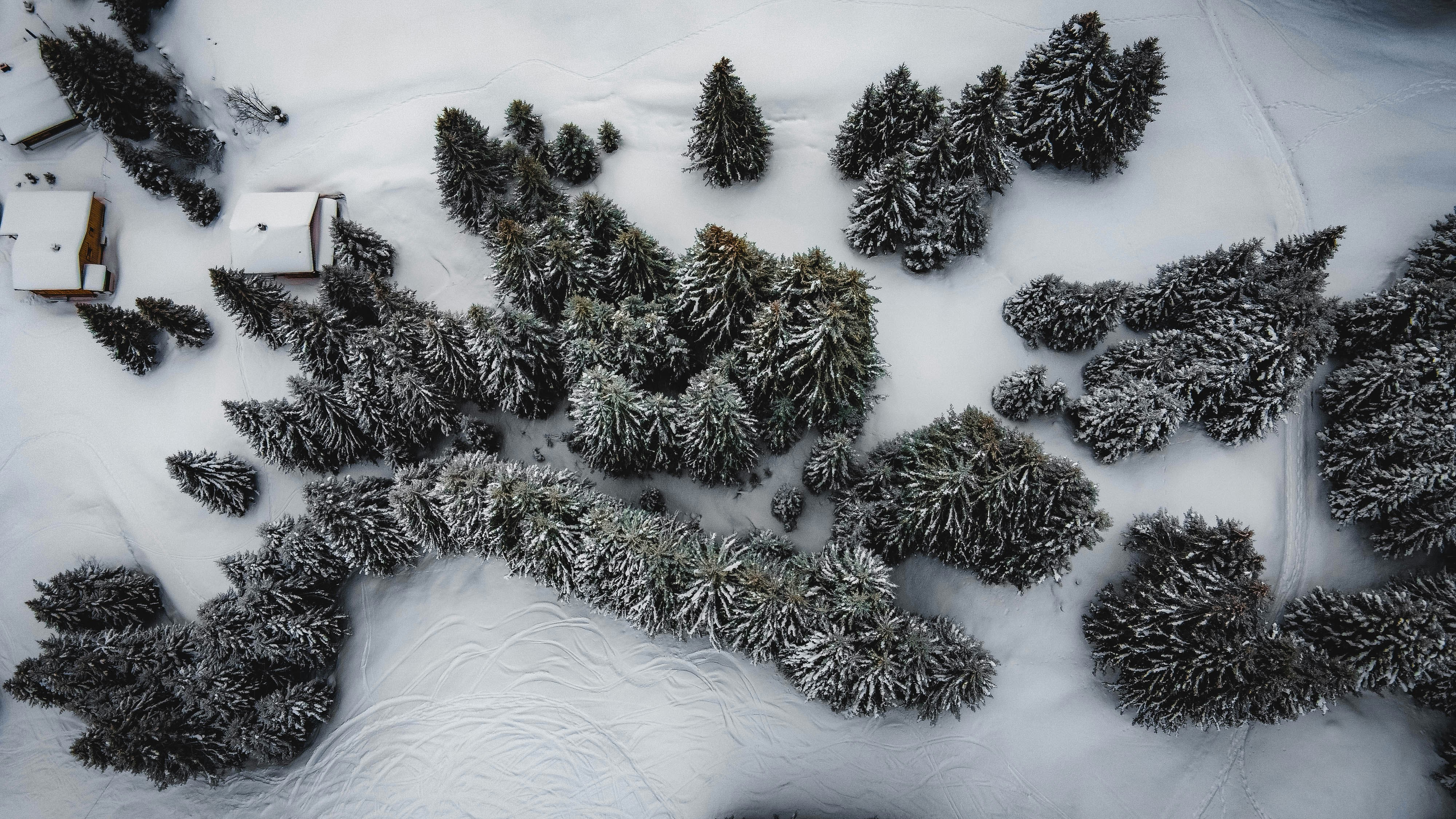 green pine tree covered with snow