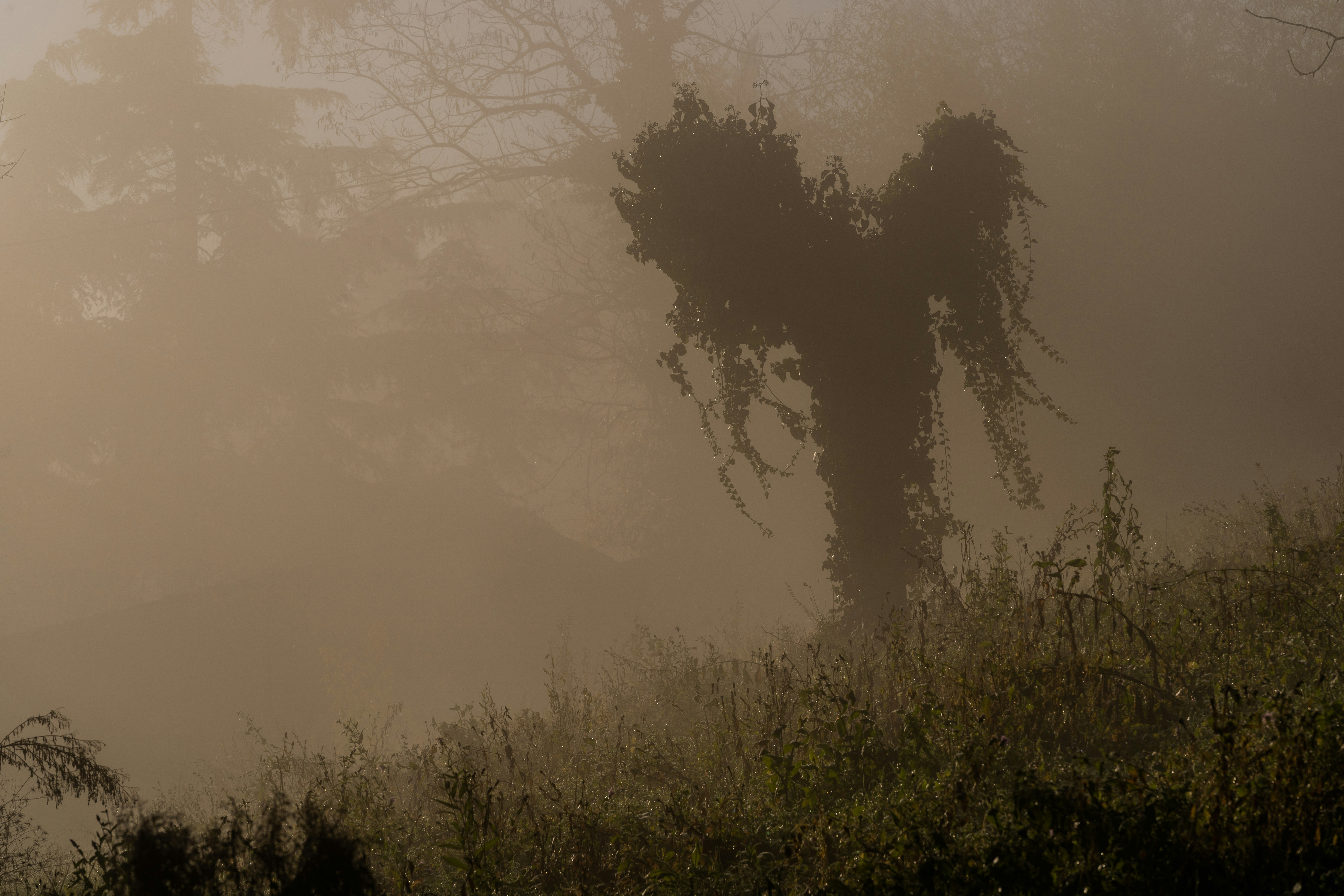 Silhouetted figure of a vine-covered tree emerges from a dense morning fog, creating an ethereal atmosphere. The soft light enhances the mystery of the scene.