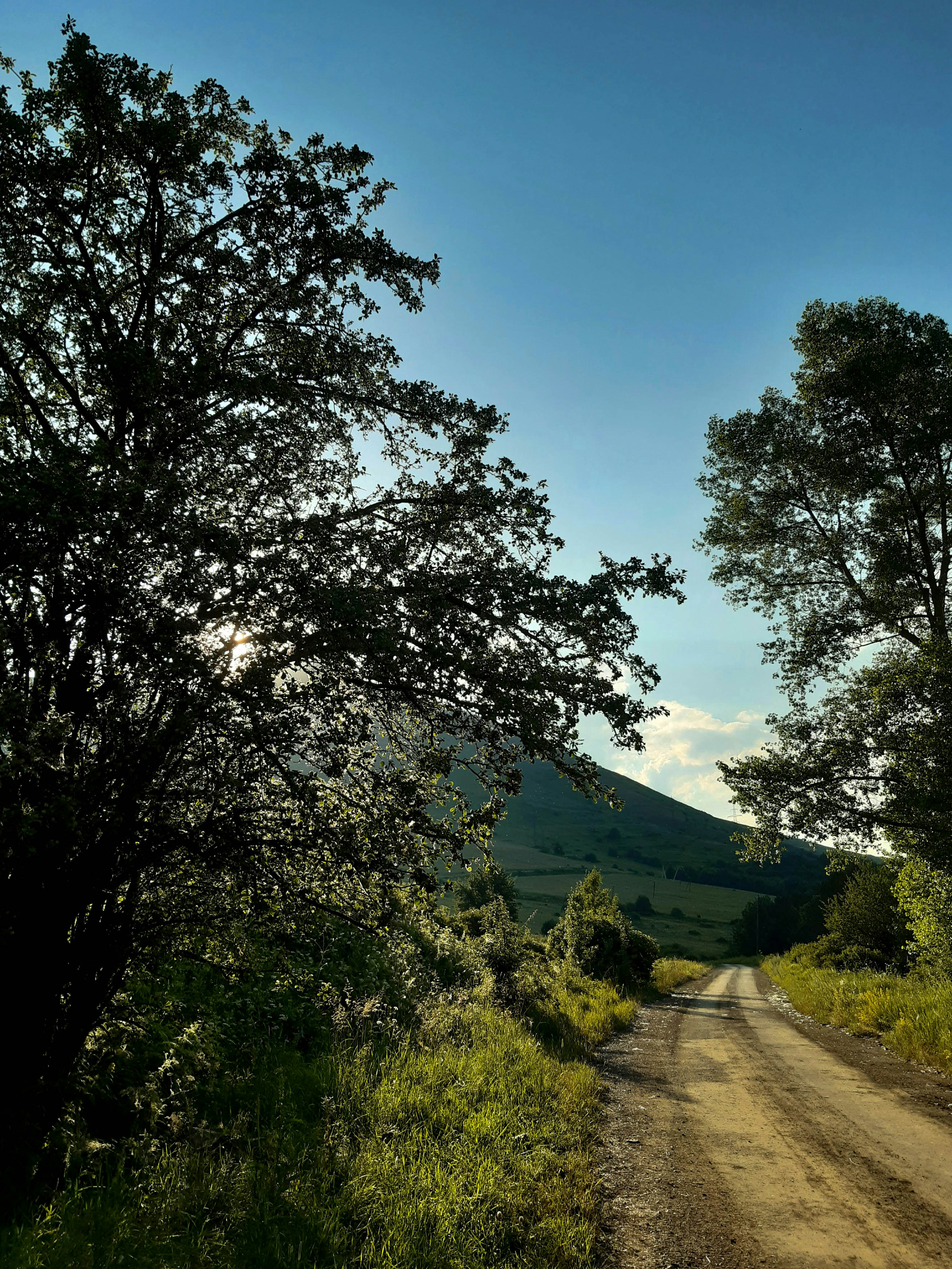 Green trees near road during daytime photo – Free Tree Image on Unsplash