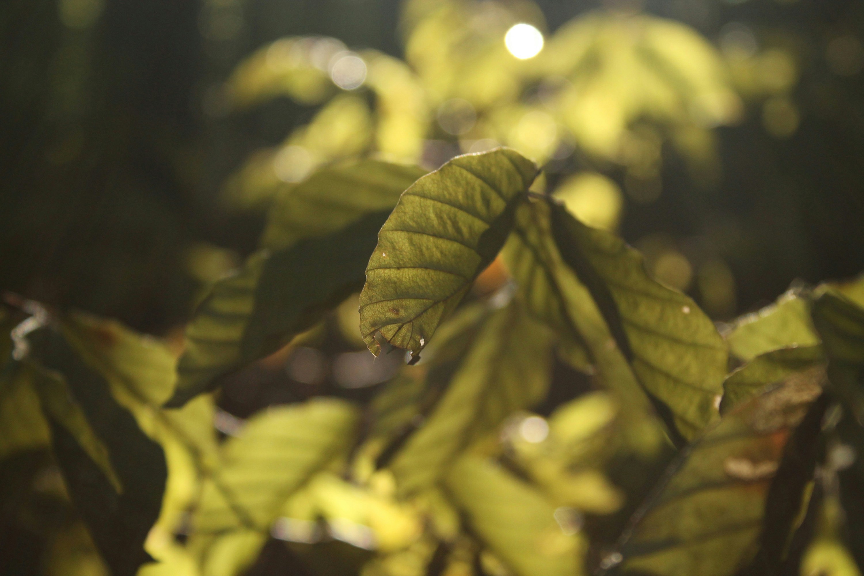 Dewlit Edge: a Backlit Leaf in Quiet Autumn Light