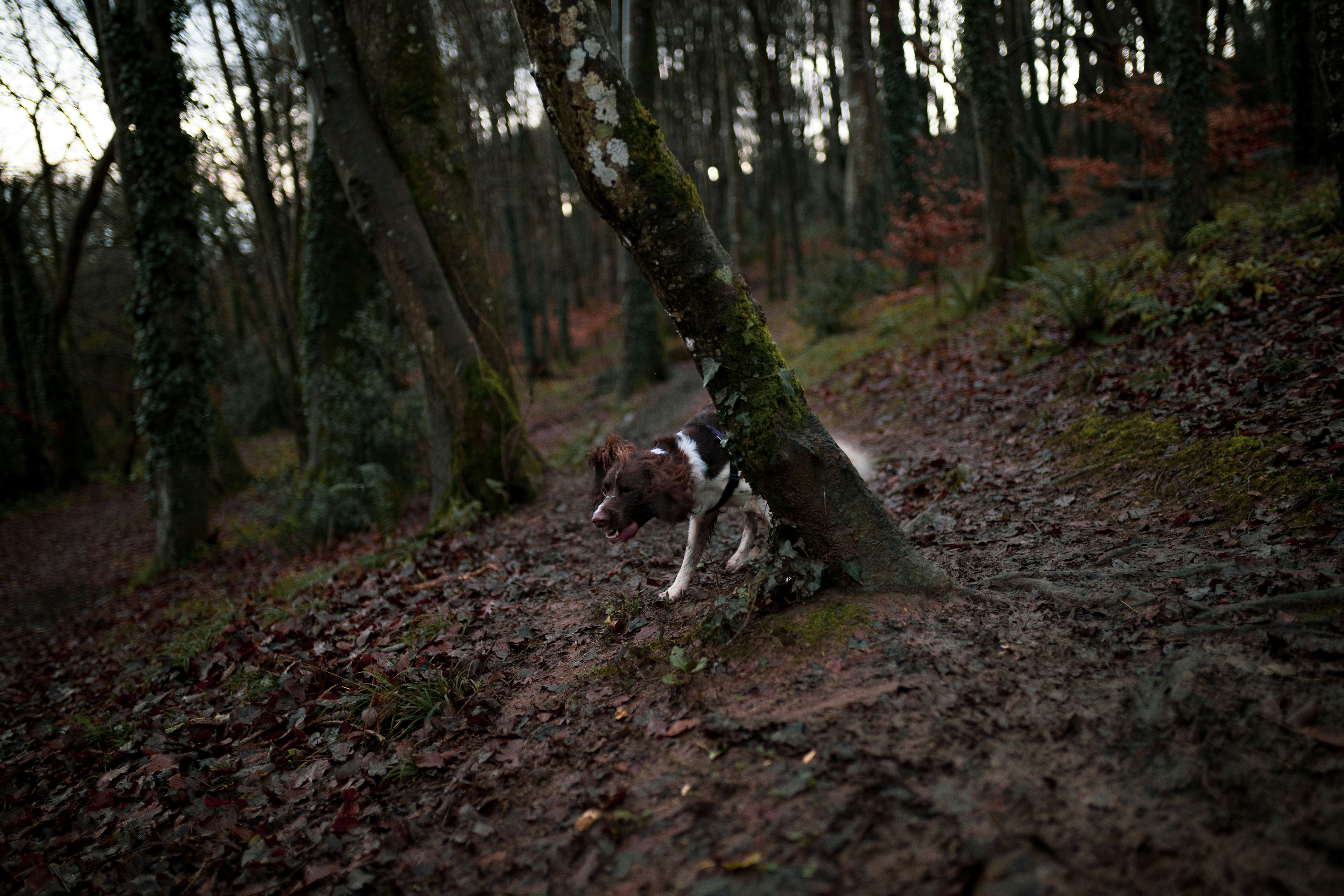 A dog dashes playfully through a forest, navigating between trees and fallen leaves. The scene captures the essence of a lively woodland adventure.