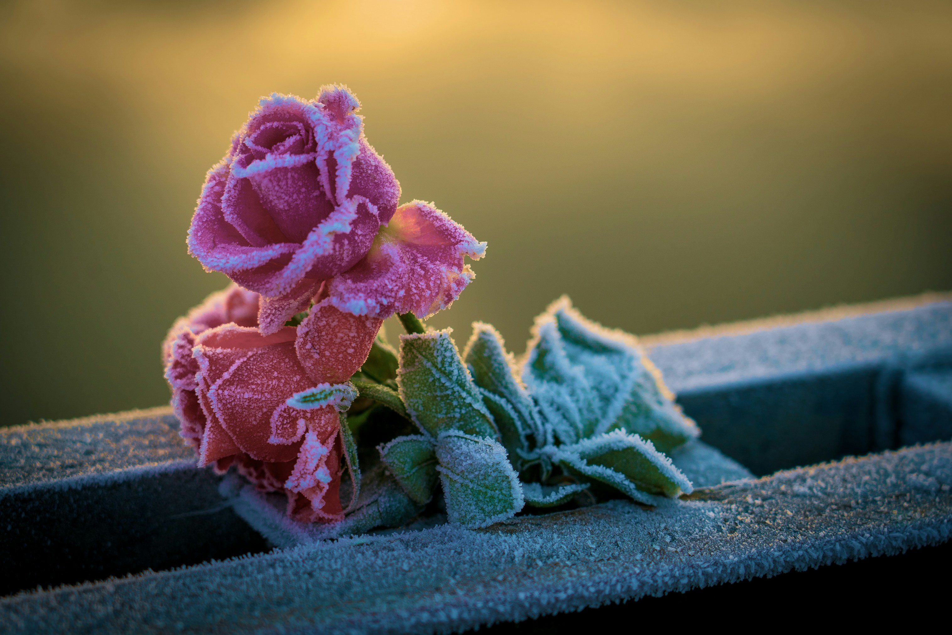 Frost-Kissed Rose on a Frosted Railing at Dawn
