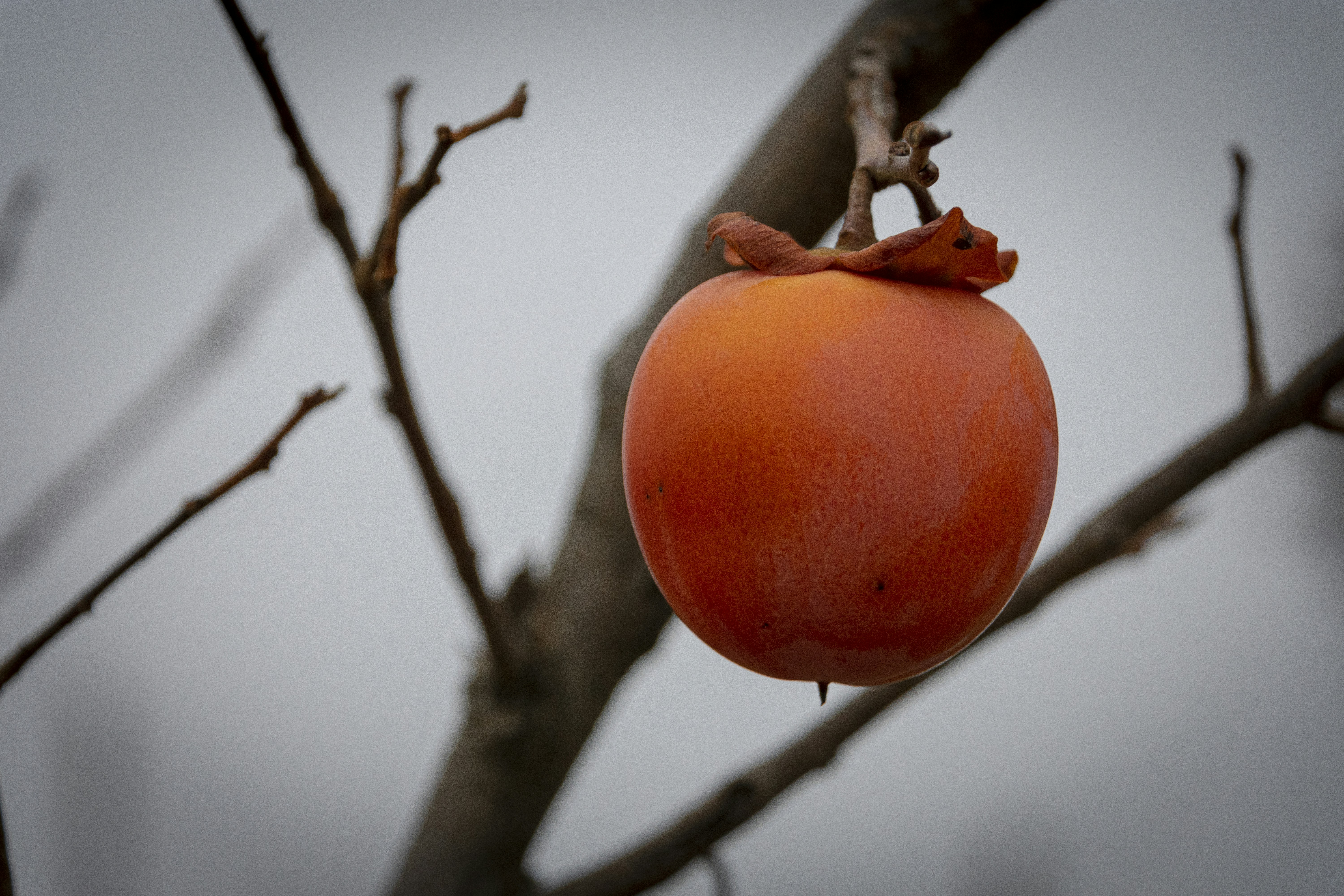 Solitary Persimmon on a Bare Winter Branch