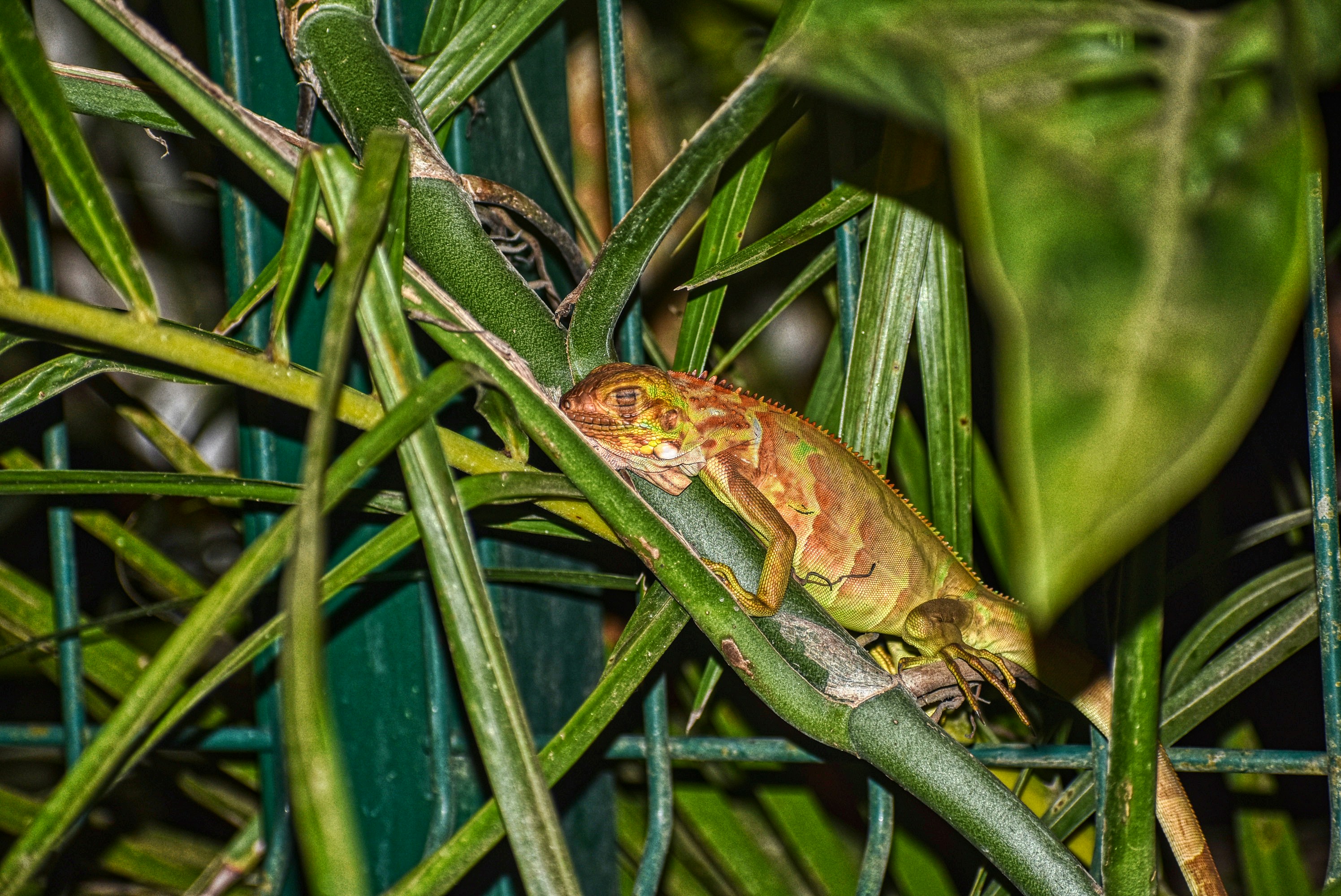 Crimson Leaf Dweller: A Colorful Cicada Resting Amid Green Lattice