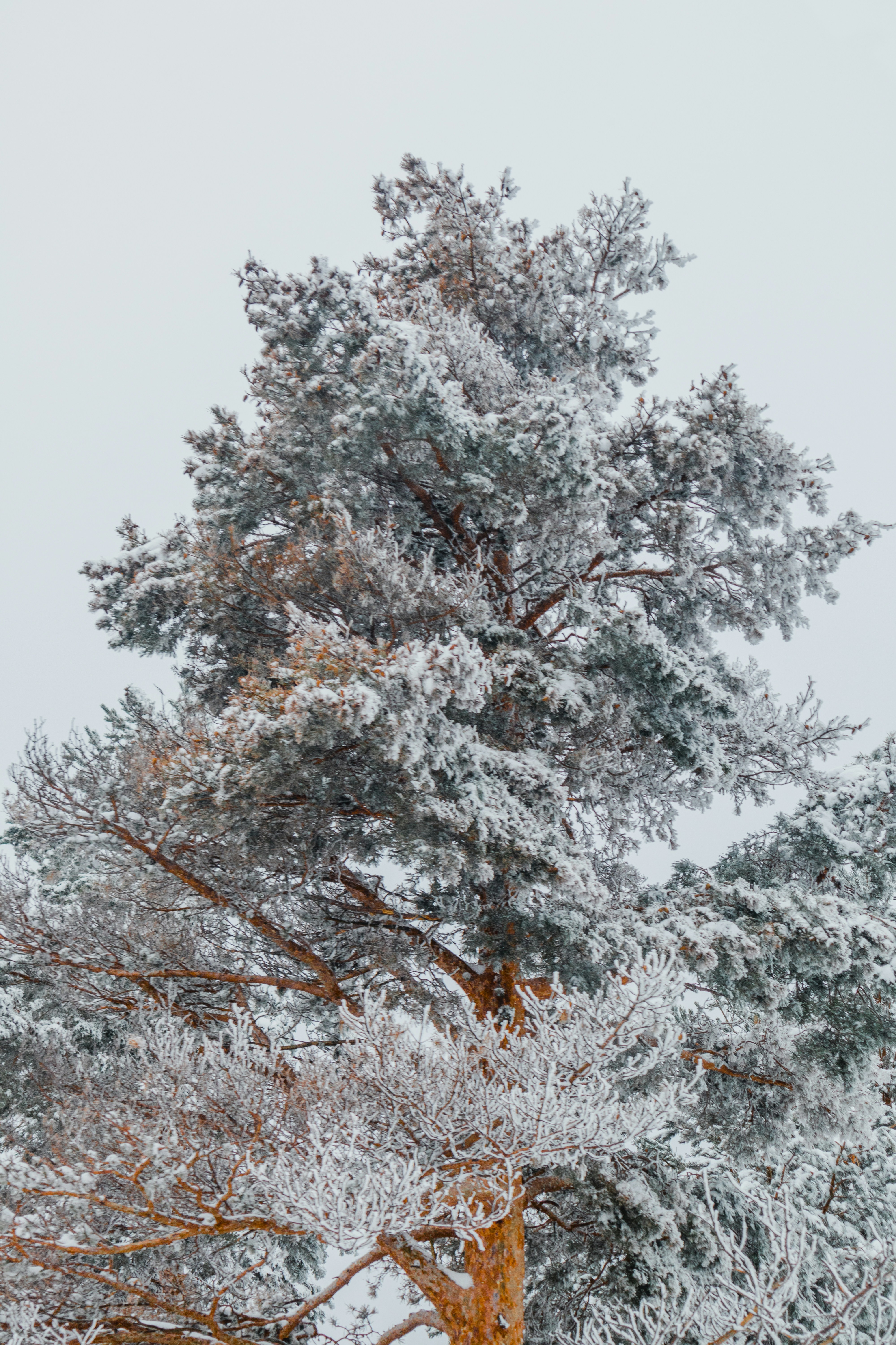 Snow-laden pine tree branches against a pale winter sky.