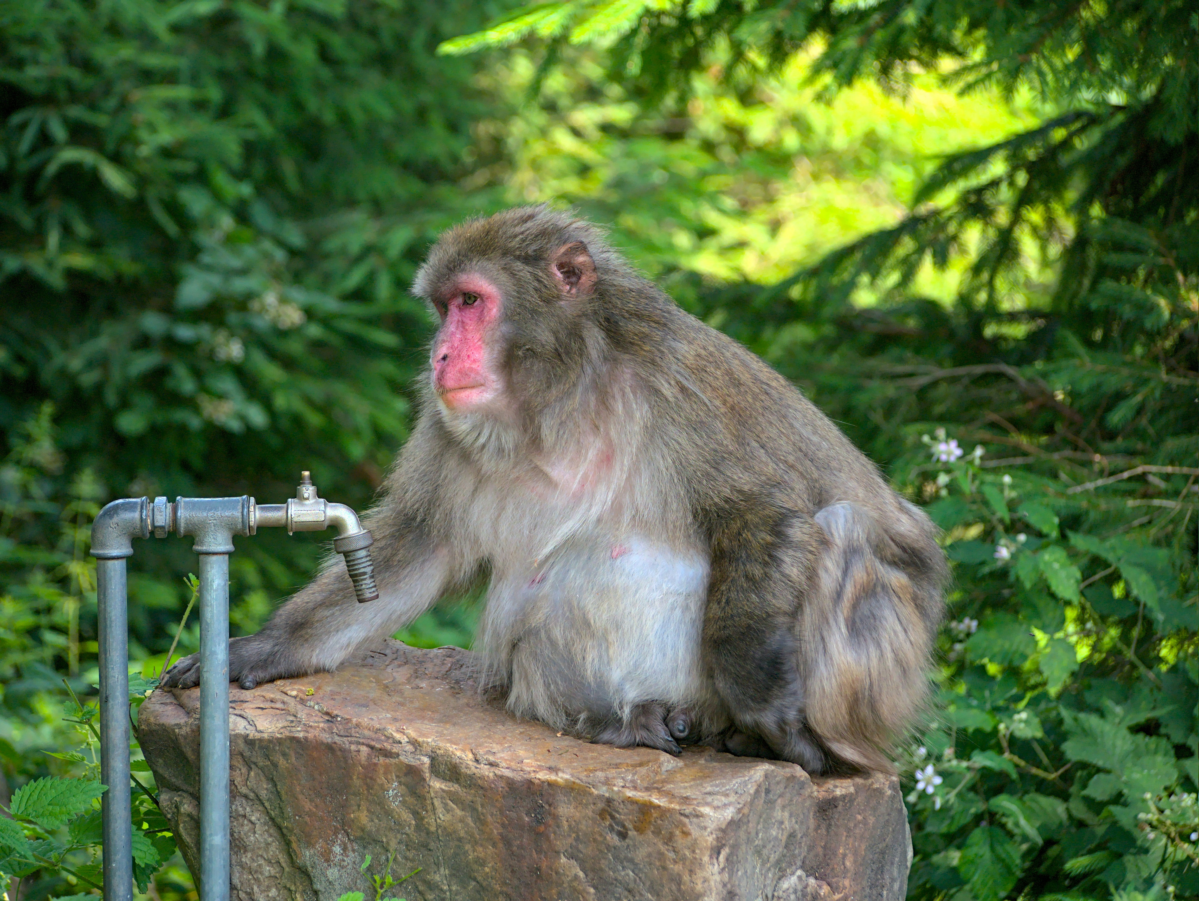 Macaque at the Mossy Faucet: Stillness on the Stone