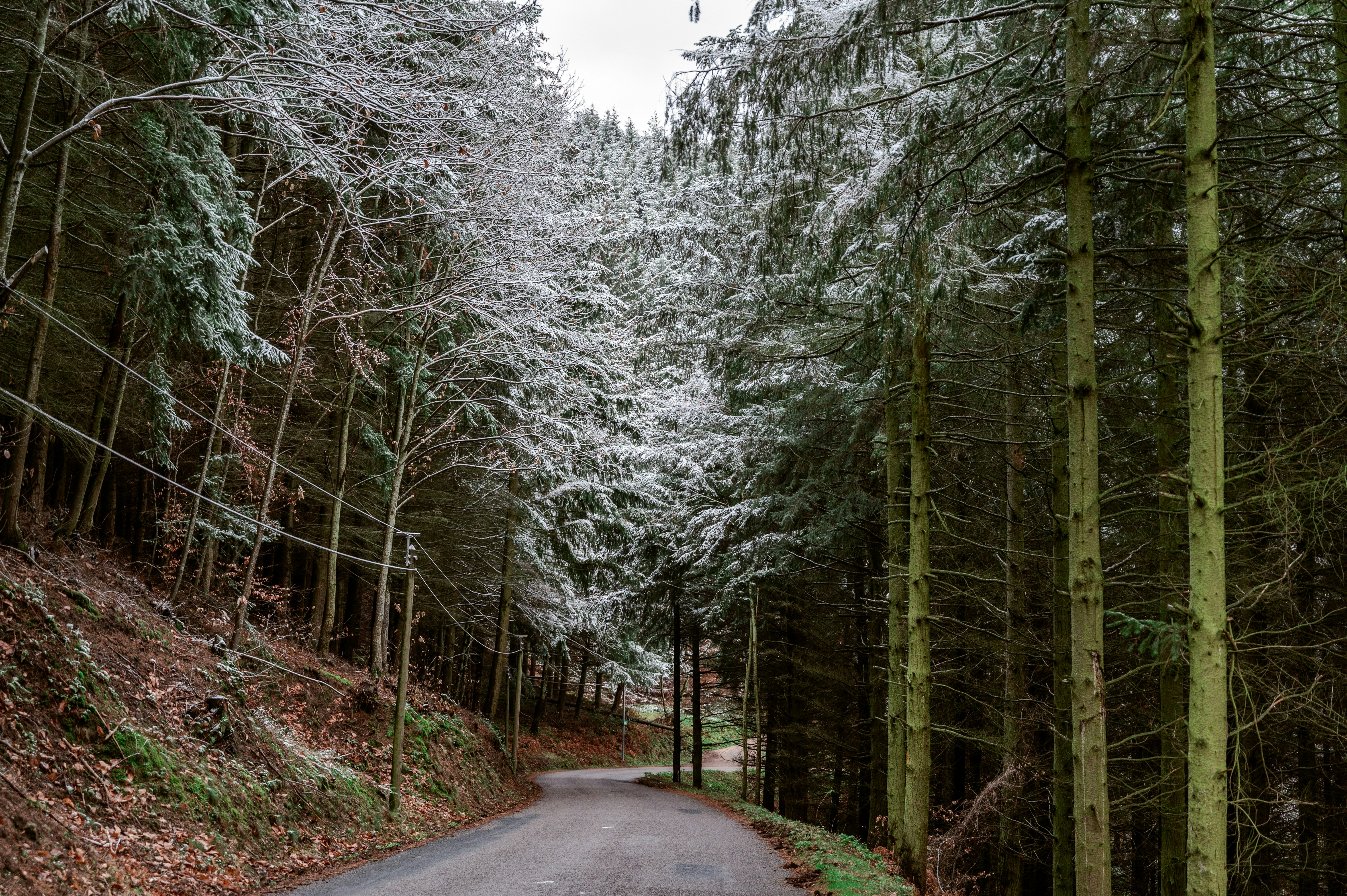 Narrow concrete road winding through a forest of tall trees with snow-dusted branches.