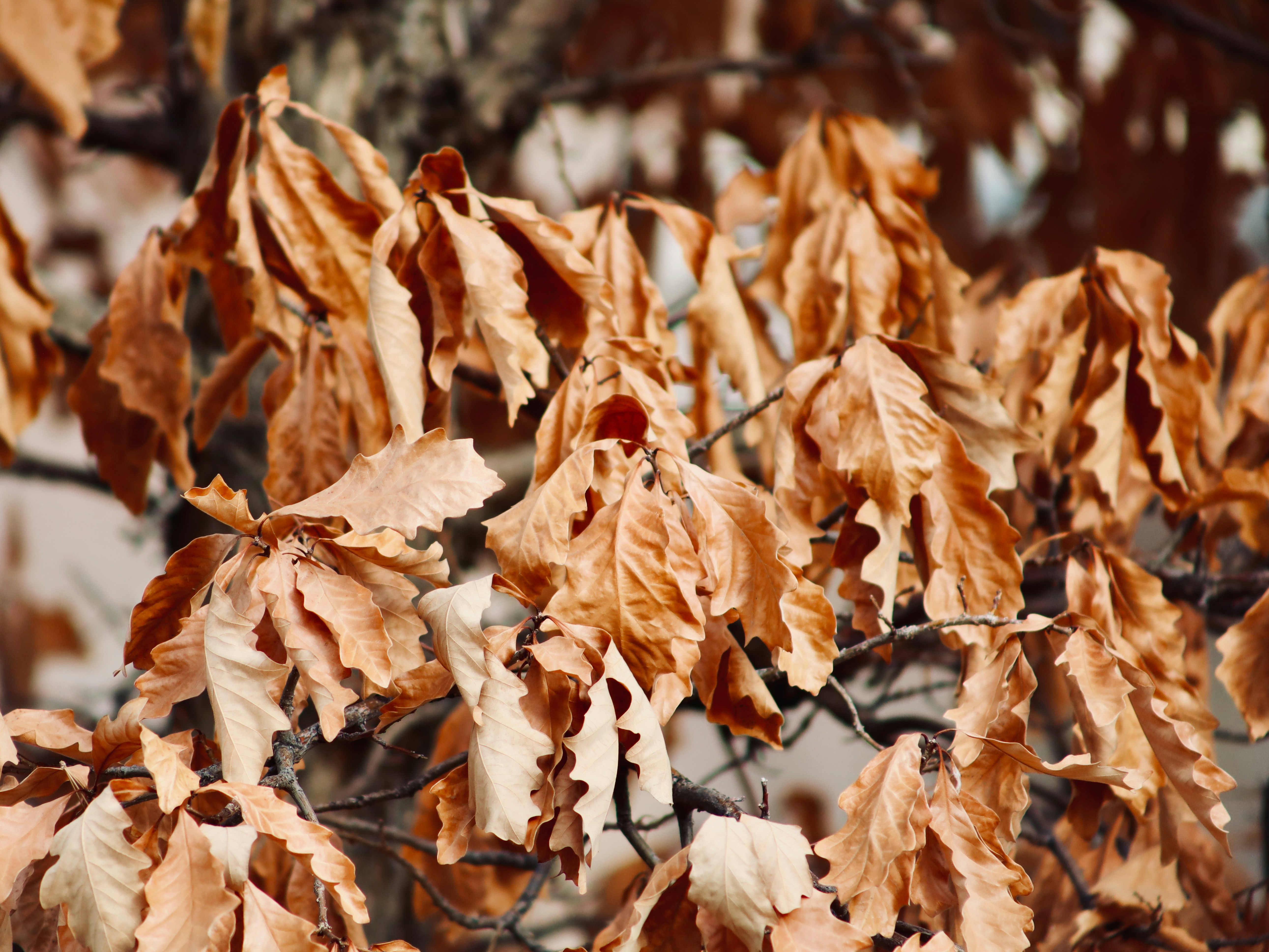 Amber Whispers: Close-Up of Withered Autumn Leaves on a Quiet Branch