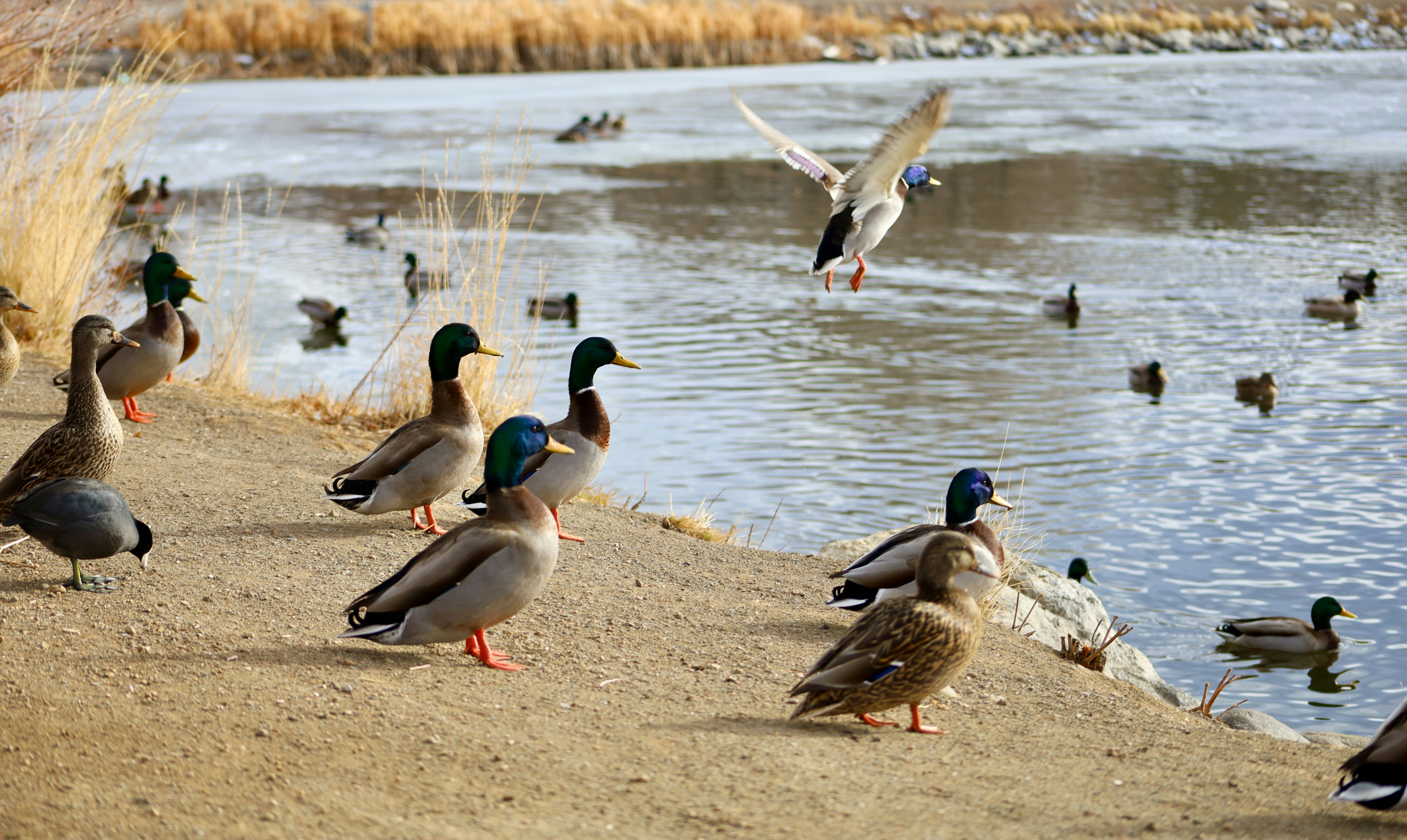 Riverbank Takeoff: Mallards at Rest and Then Lift Off
