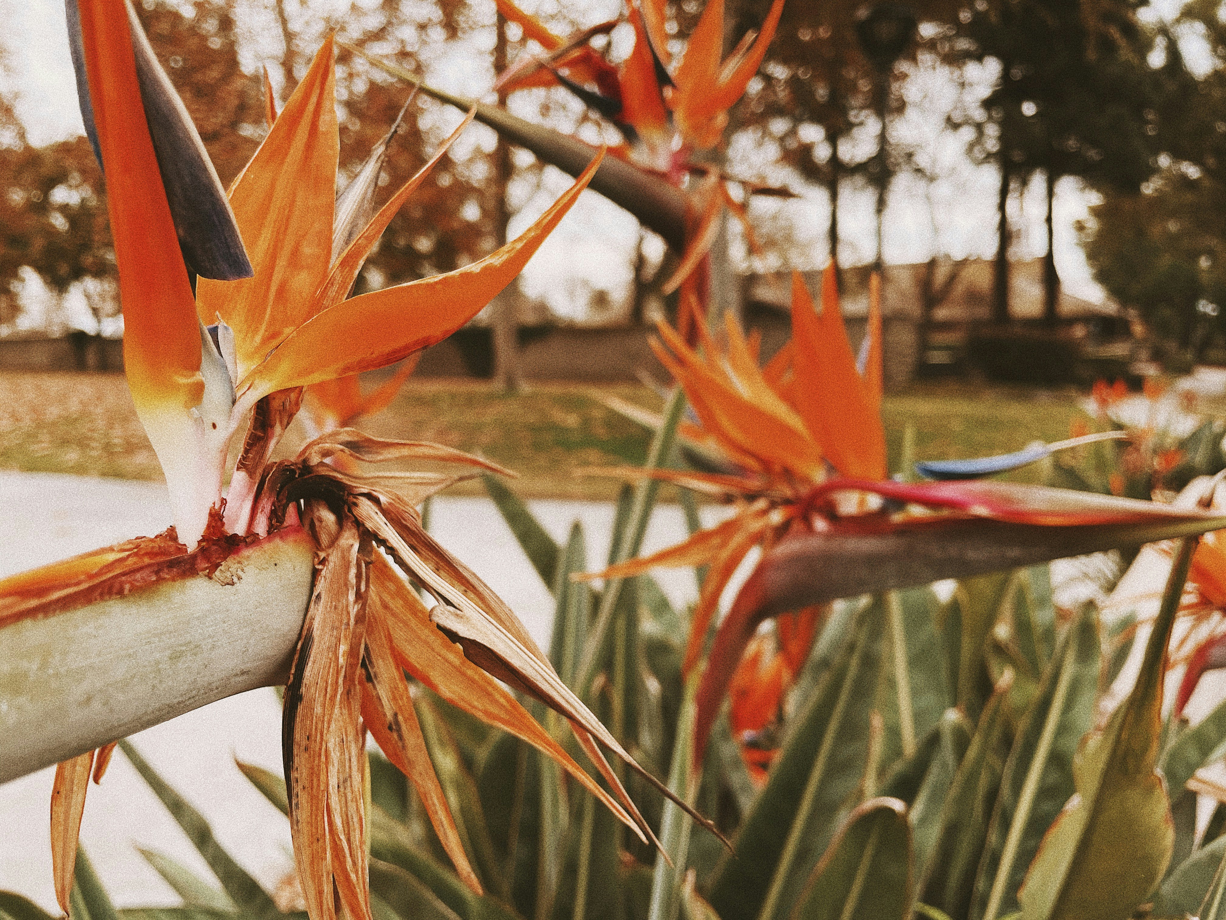 Crimson Bird of Paradise: Fringed Blossom in Warm Autumn Light