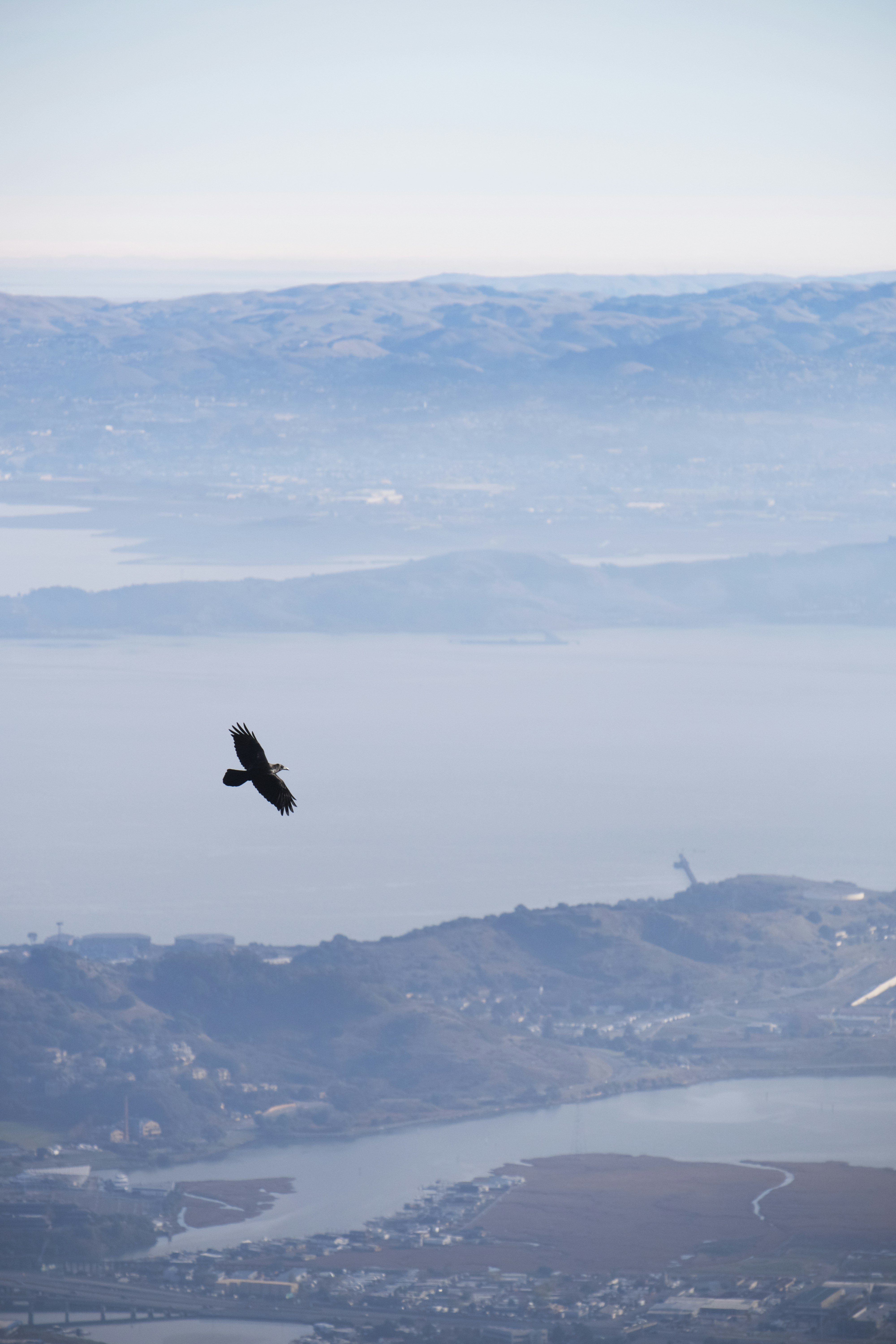 Soaring Silhouette Over a Quiet Coastal Basin