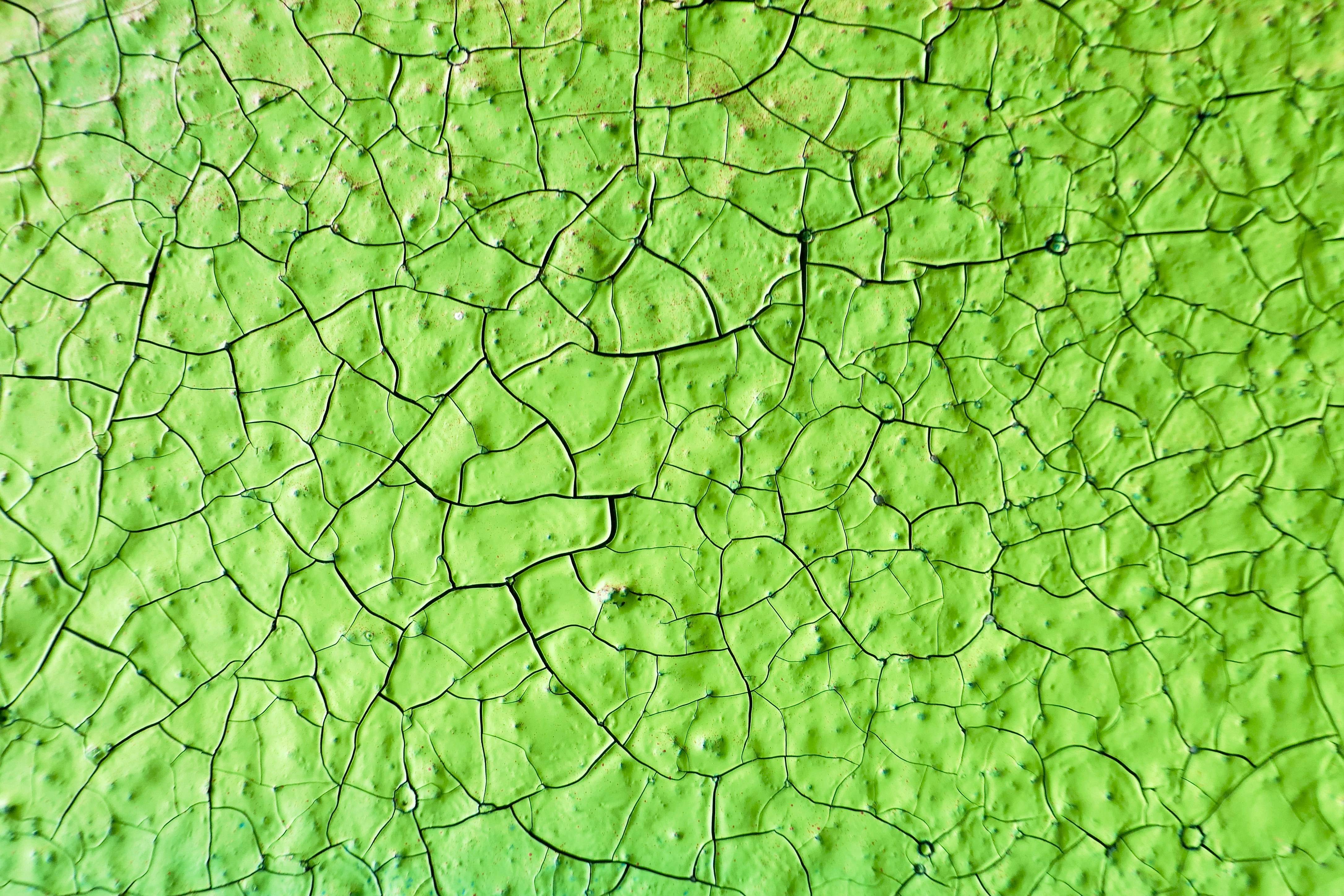 Close-up macro of a lime-green leaf surface, revealing a web of veins and textured cells that highlight natural pattern.