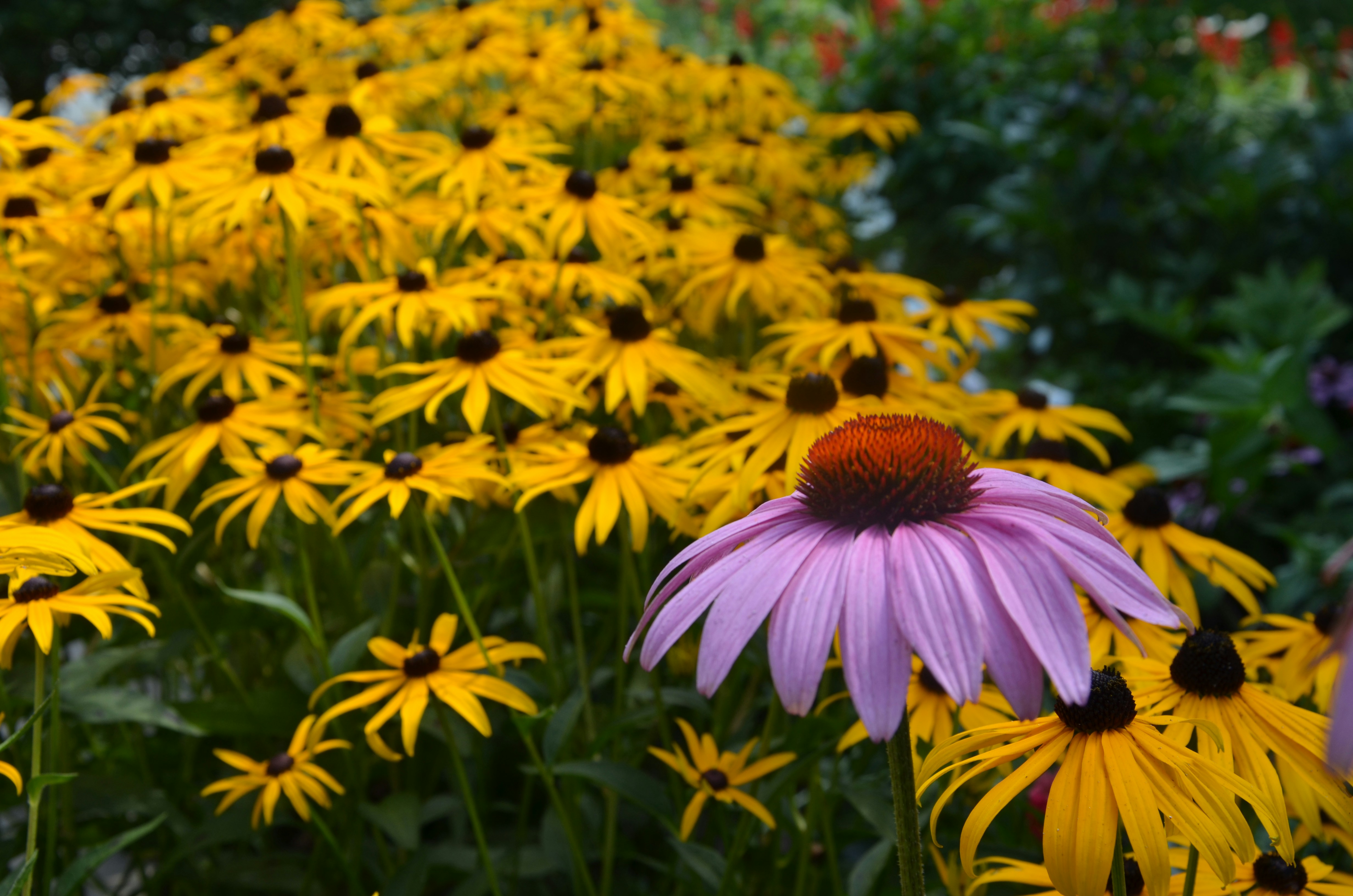 Purple Coneflower in a Sea of Yellow Rudbeckias