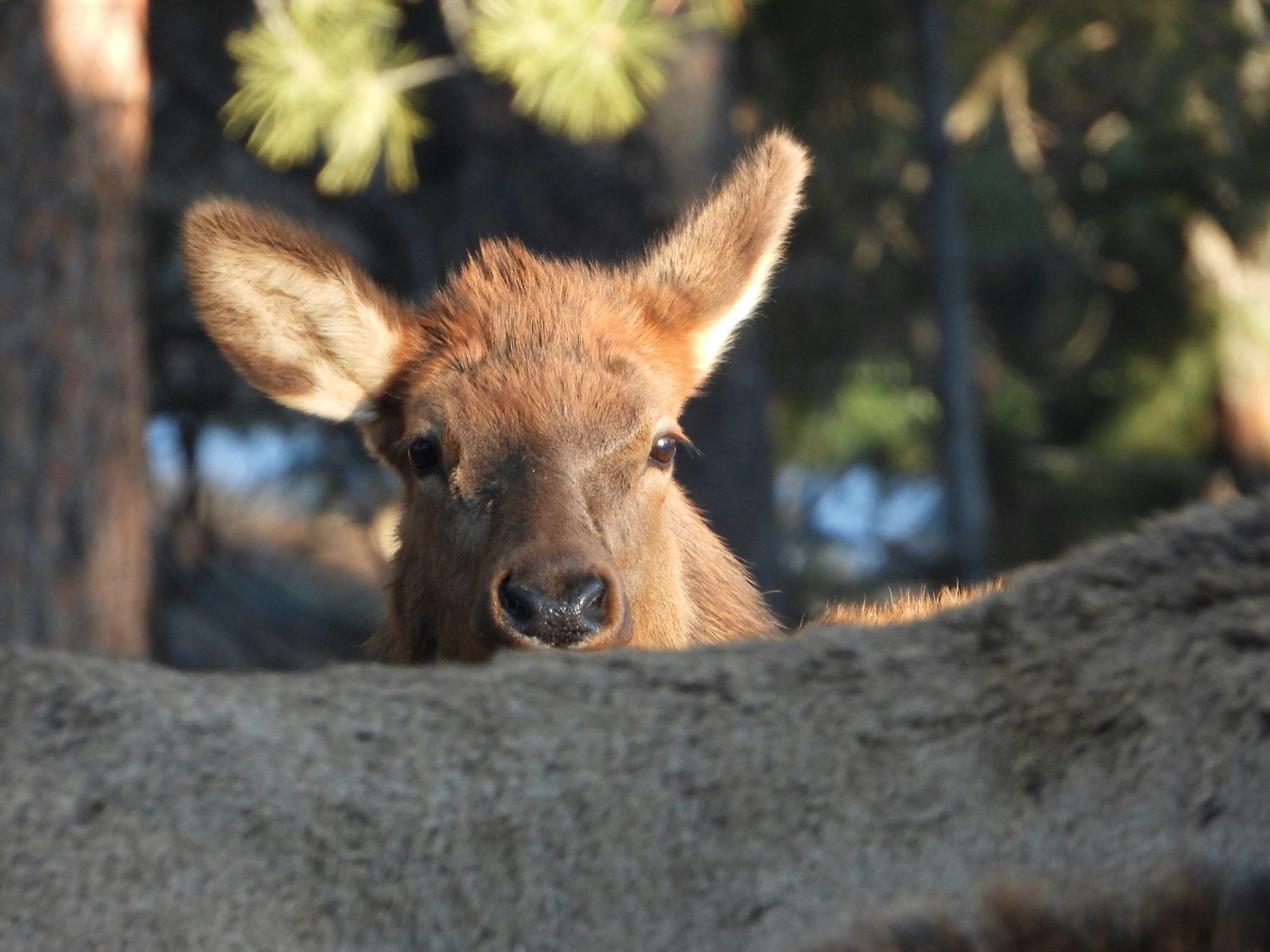 Young elk peering over a rock, surrounded by a natural forest backdrop. The scene highlights the inquisitive nature of wildlife.