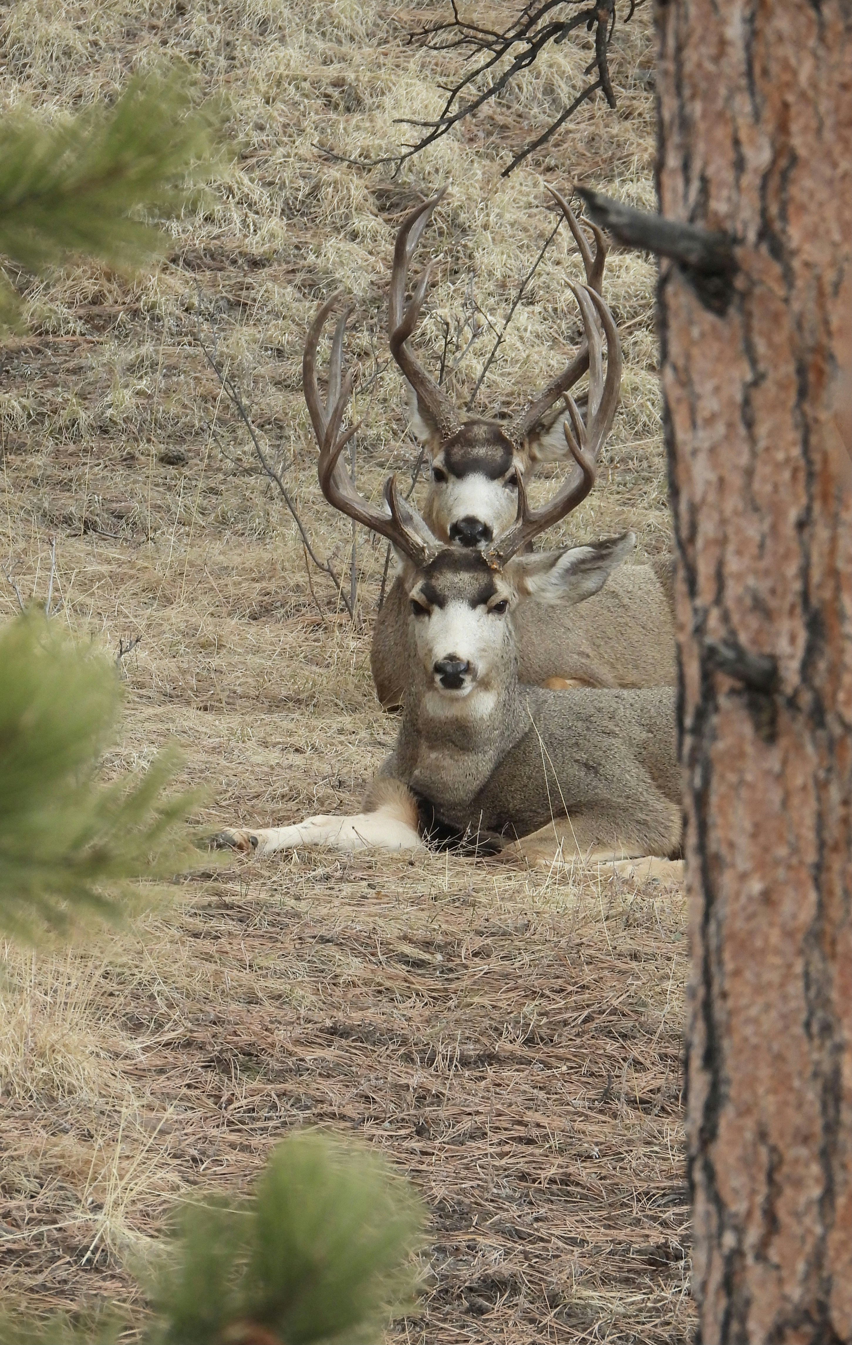 Two mule deer resting in a dry, wooded area with soft grass and scattered foliage.
