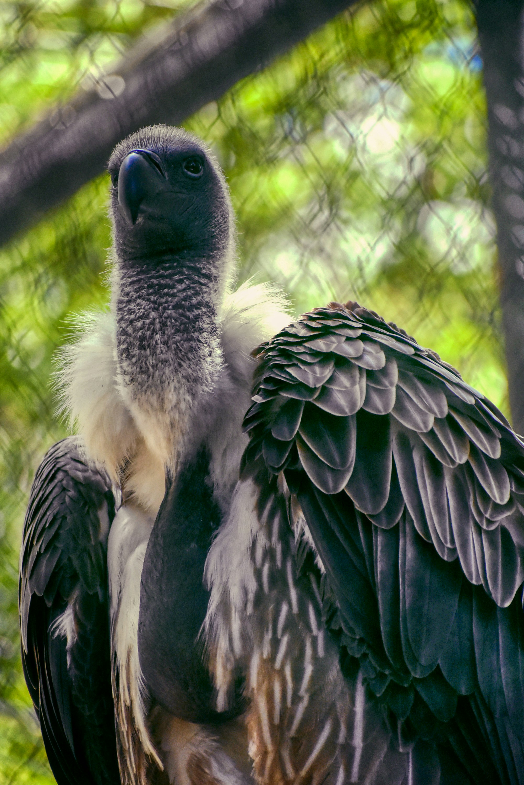 Close-up of a vulture displaying its impressive plumage and piercing gaze, framed by a blurred background of greenery.