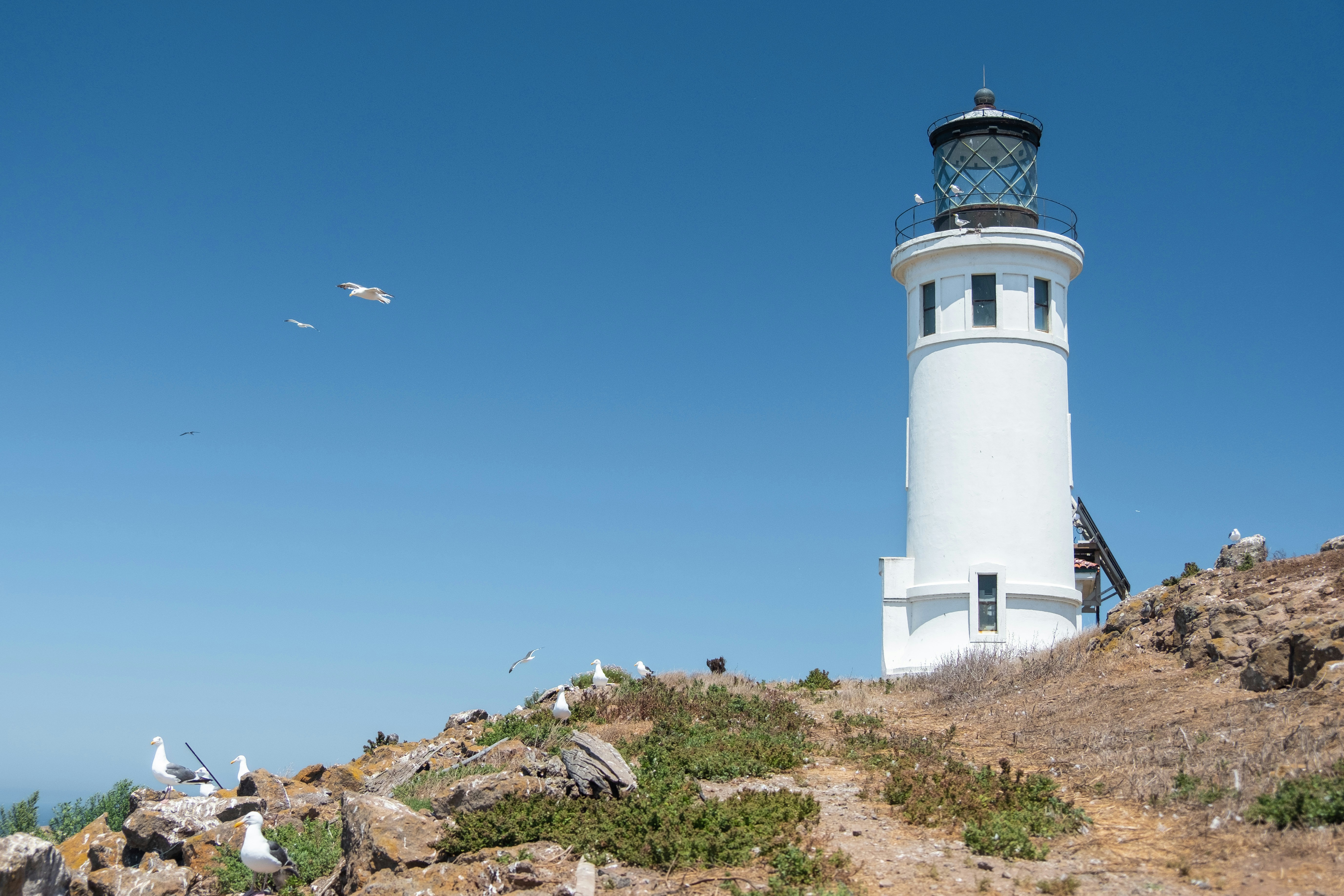 A white lighthouse stands tall on rocky terrain, surrounded by seagulls under a clear blue sky.