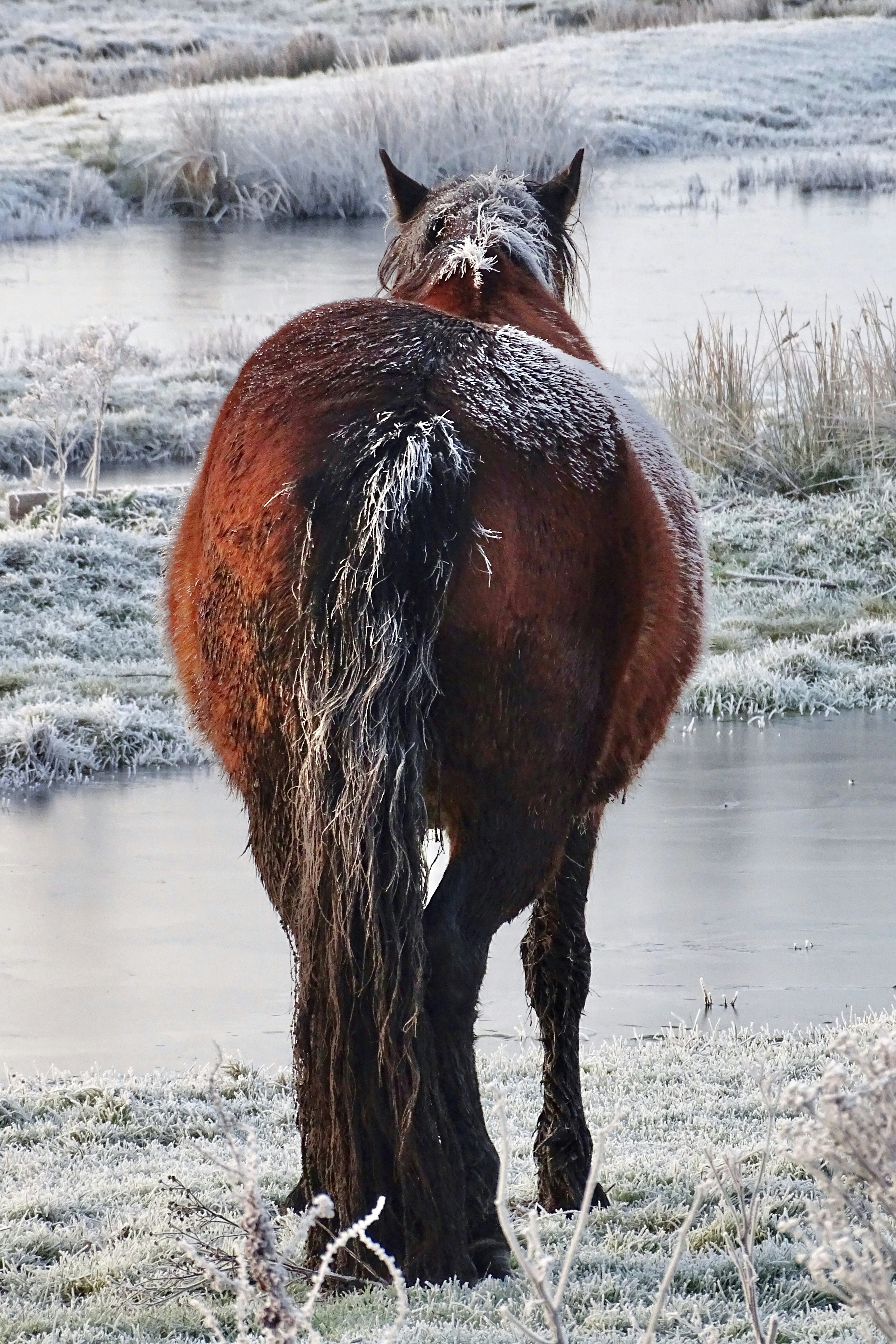 A horse stands gracefully by a frozen pond, its coat dusted with frost, embodying the serene beauty of winter. The landscape features frosty grasses and soft, muted colors.