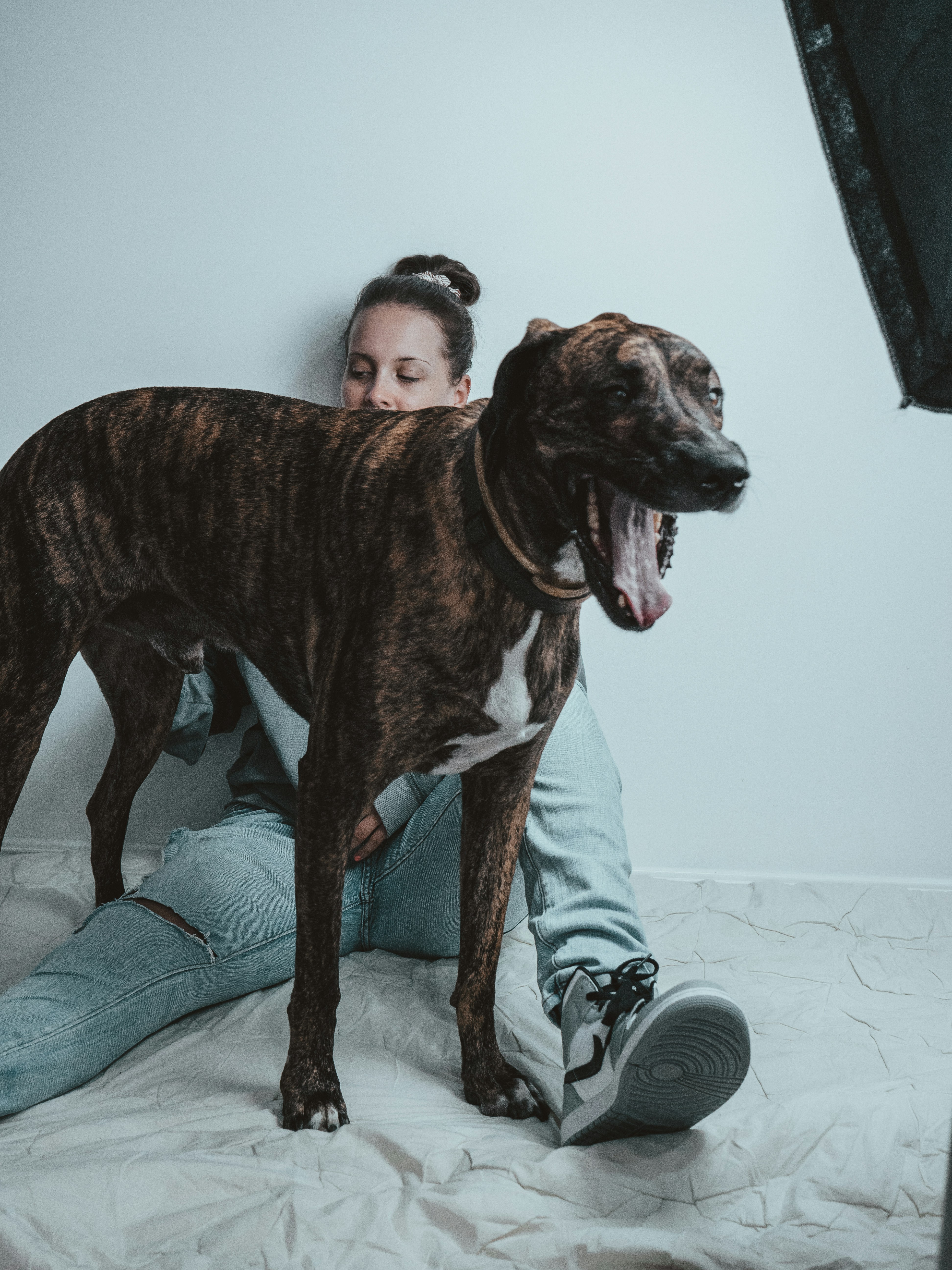 A playful dog yawning while sitting beside its owner, who is relaxed on the floor. The scene captures a moment of companionship and comfort.