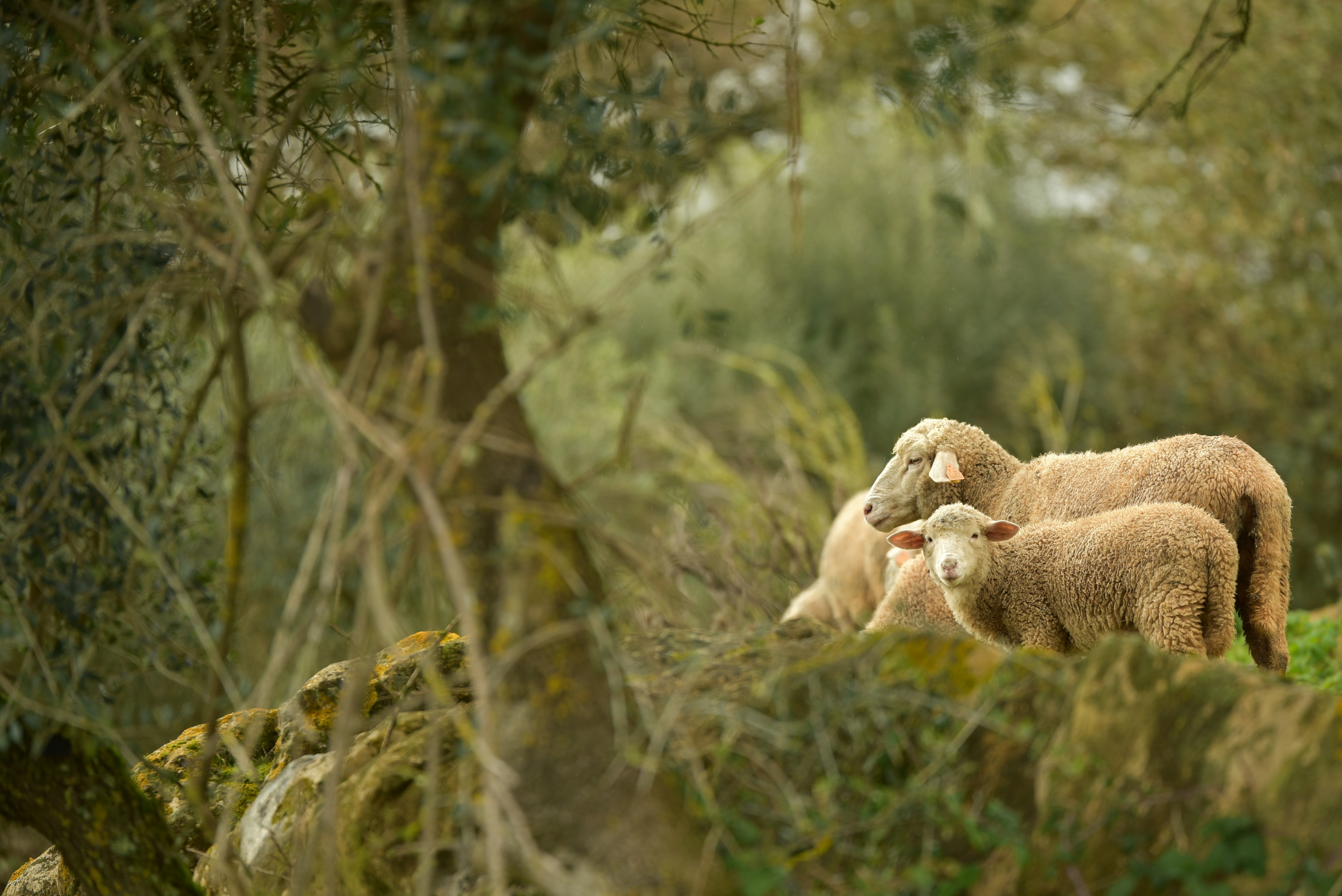 Sheep grazing beside ancient olive trees under a soft, diffused light.