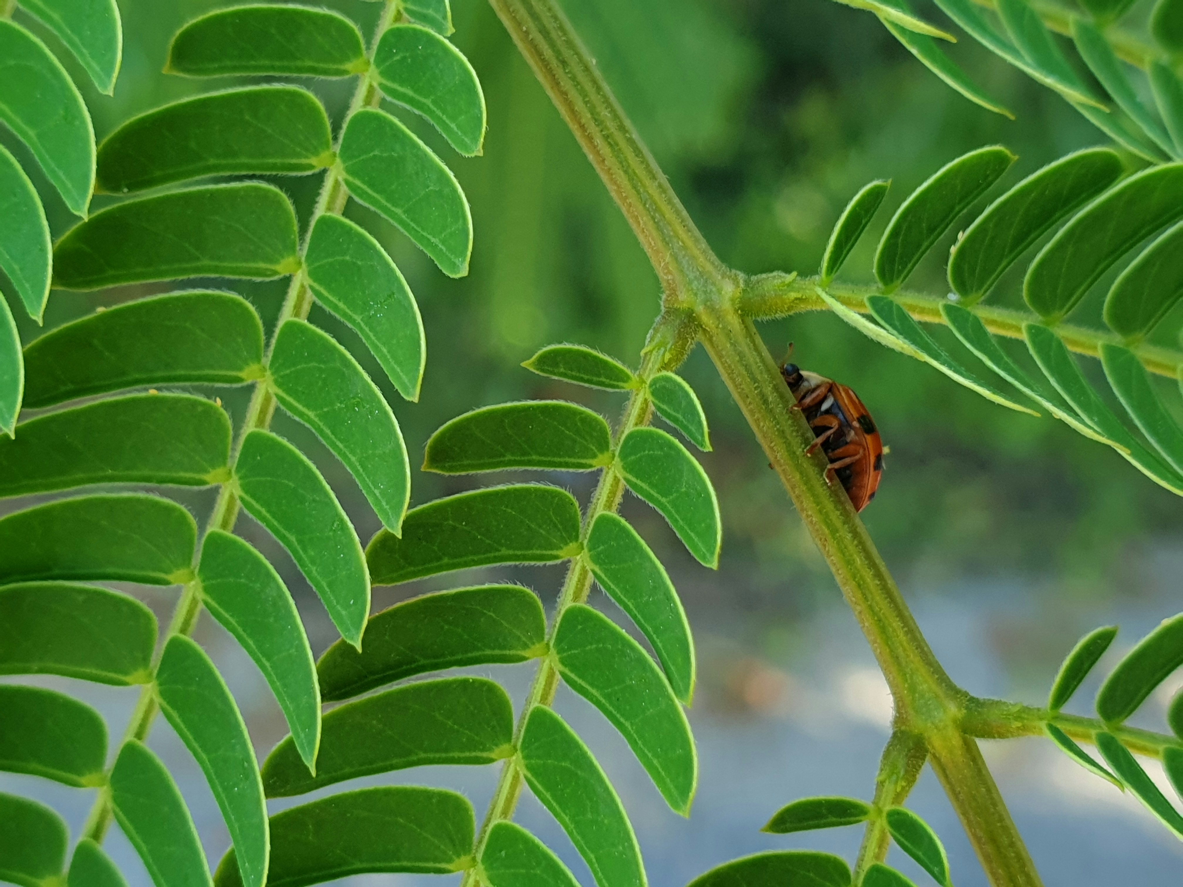 A vibrant orange beetle camouflaged among lush green leaves, showcasing the delicate relationship between fauna and flora.