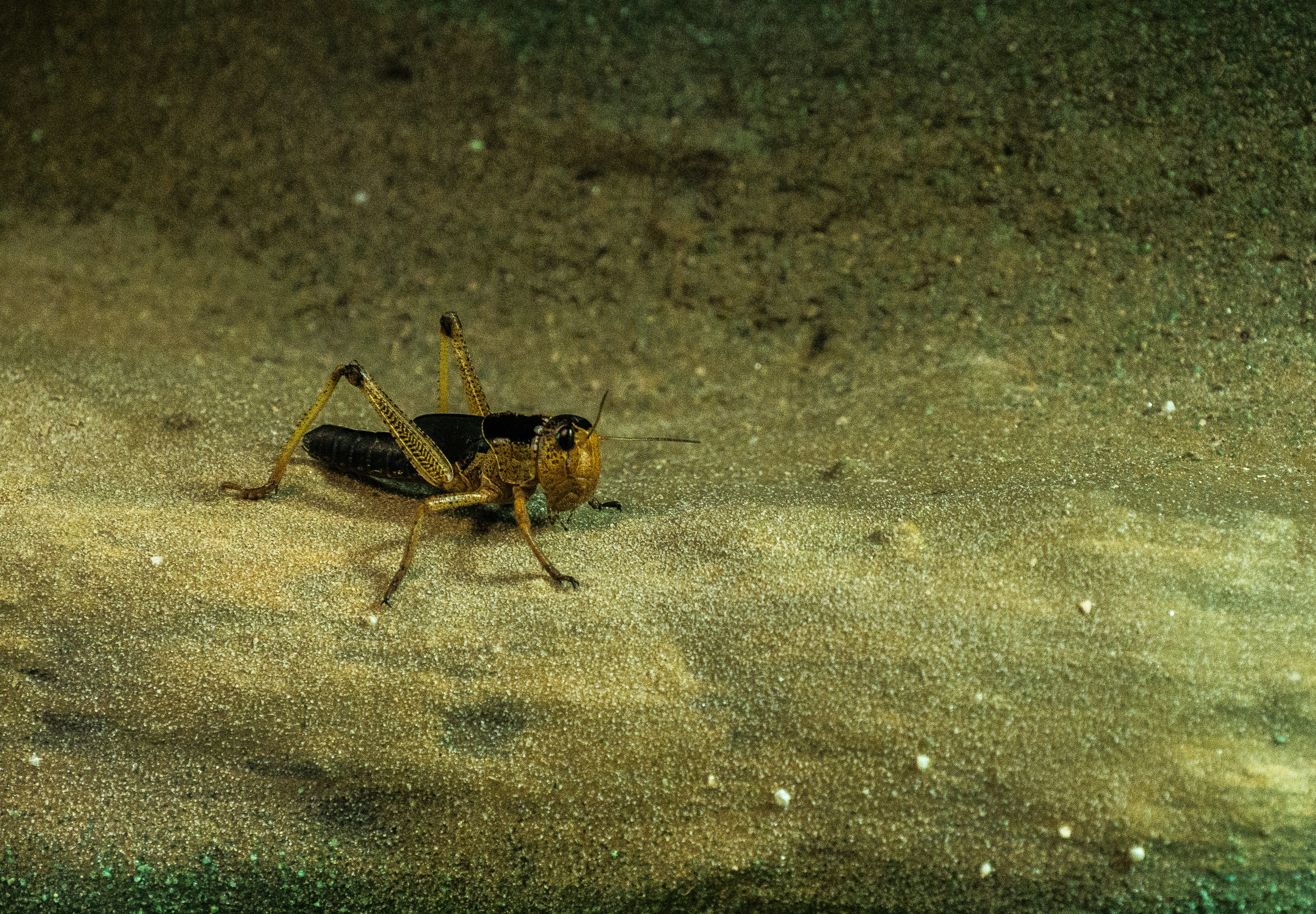 brown grasshopper on gray textile