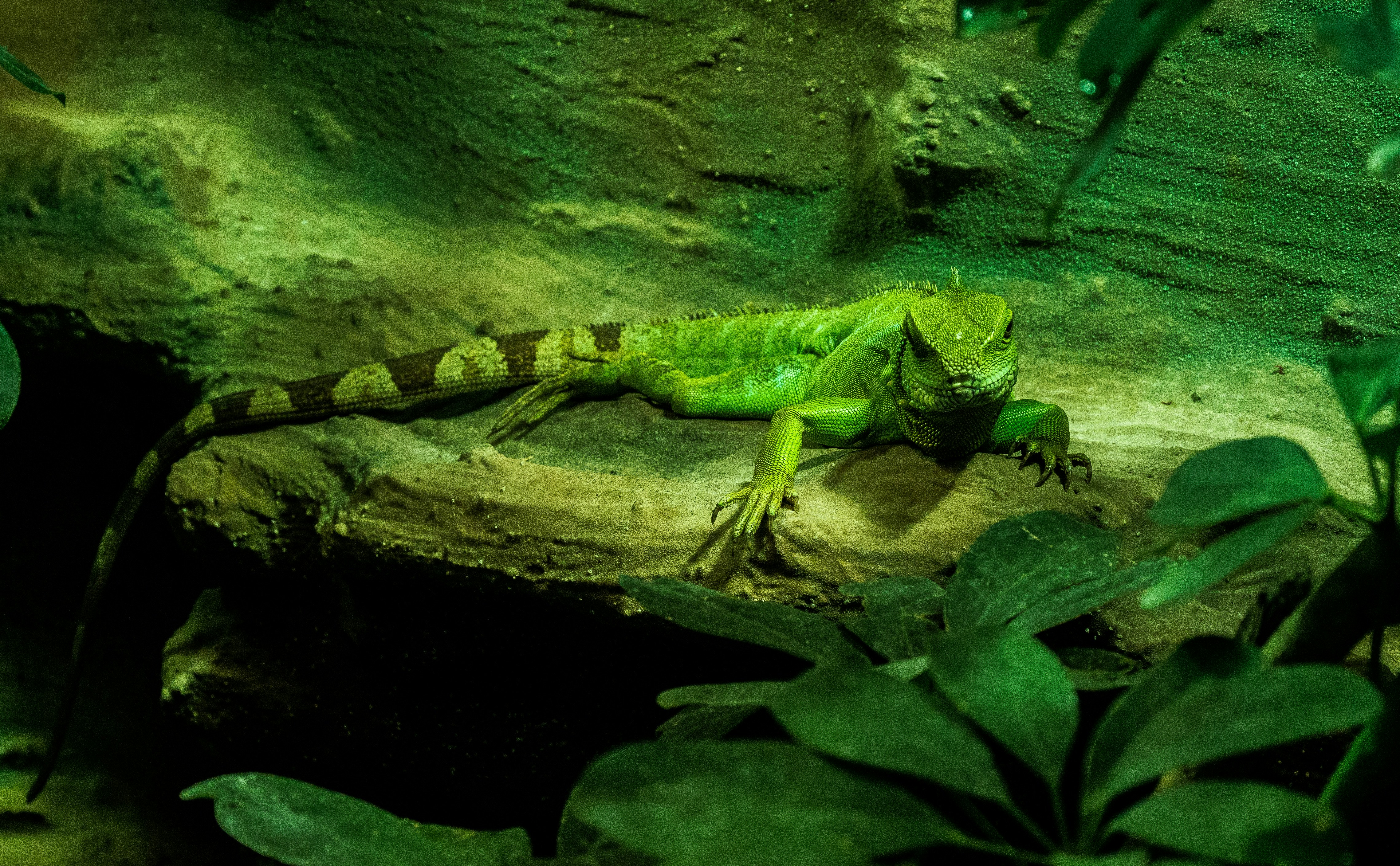 Green iguana resting on a log amidst lush foliage in a dimly lit environment.