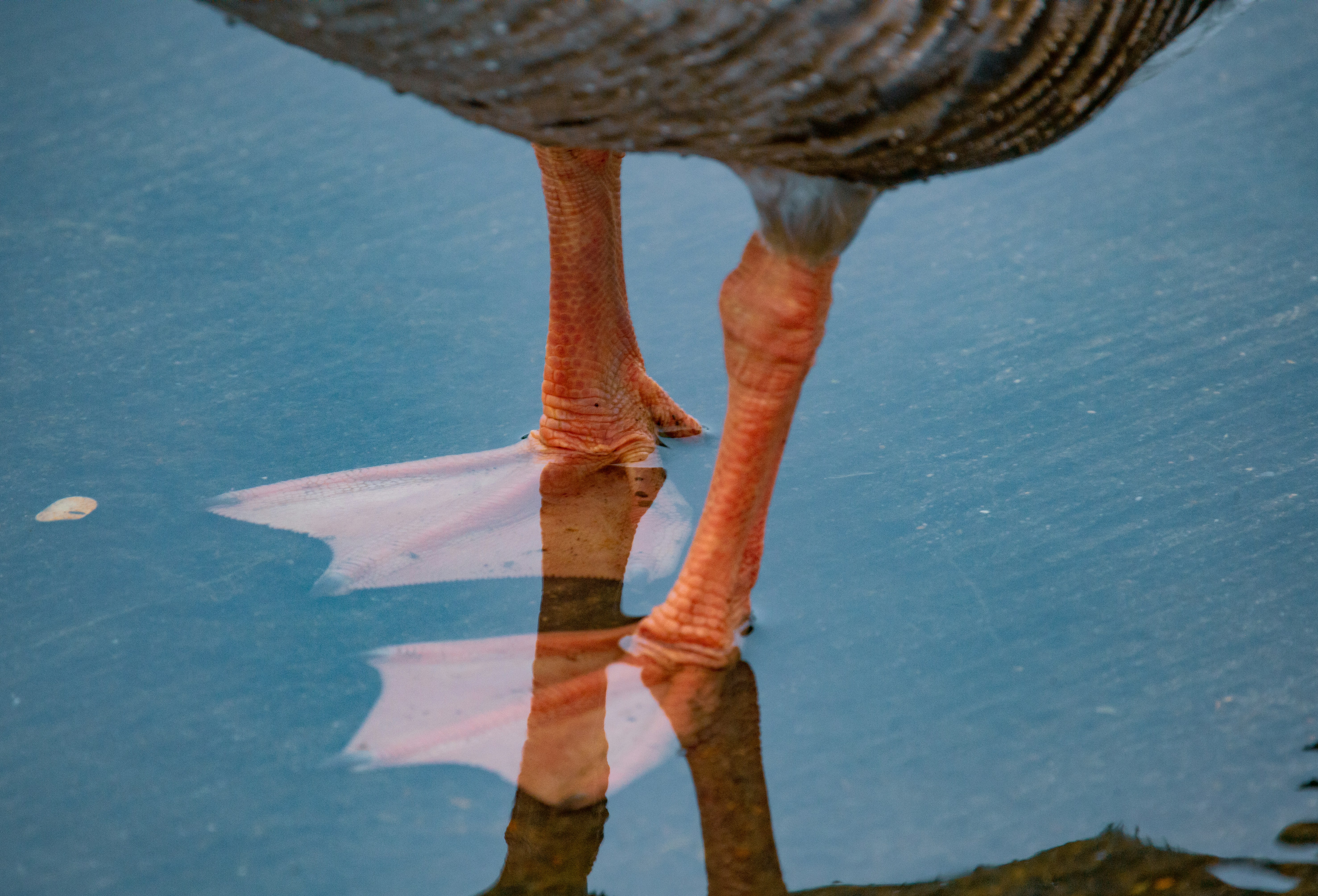 Emergent Reflection: Bare Duck Feet in a Puddle
