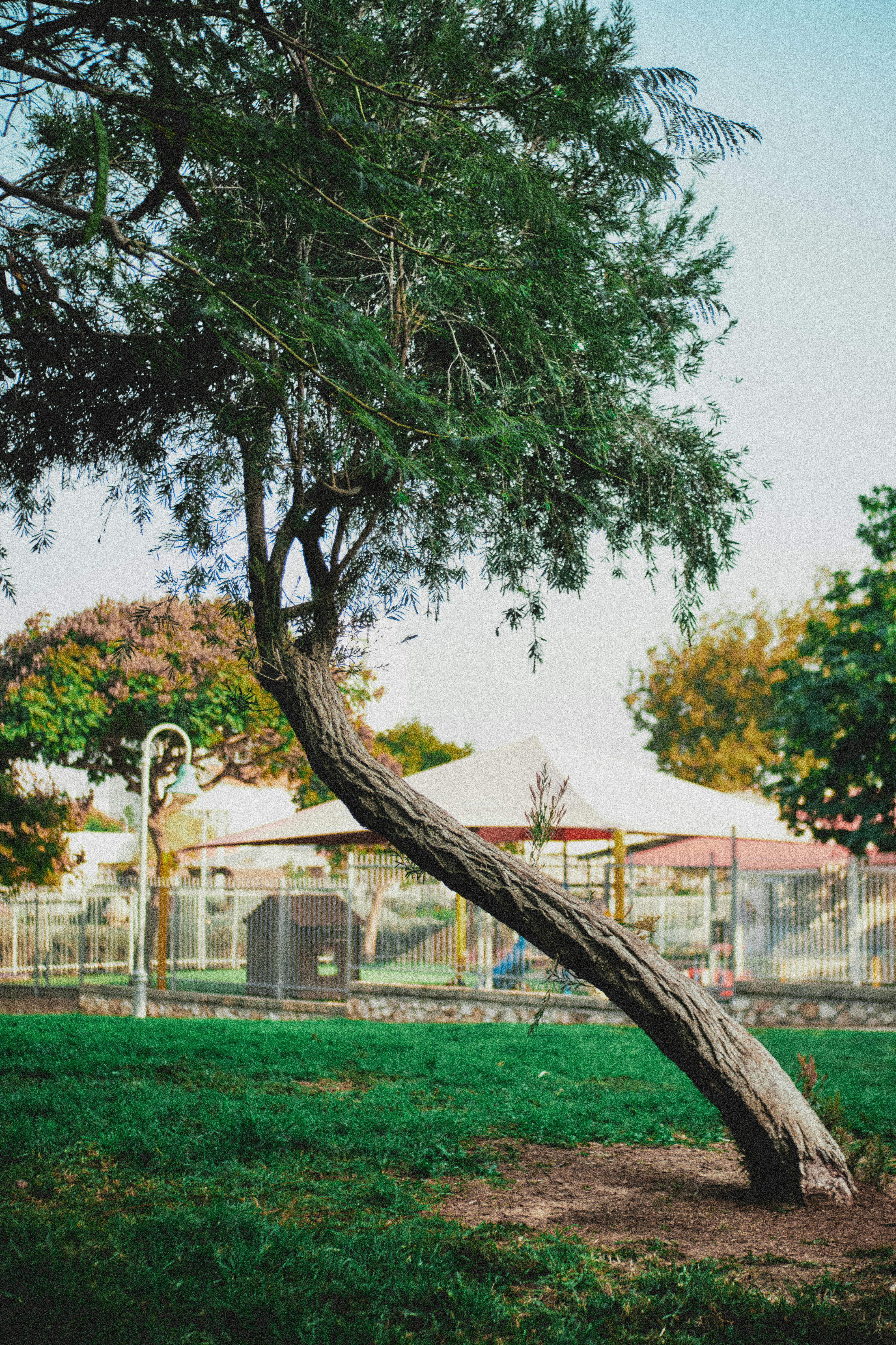 A uniquely bent tree stands prominently in a park, surrounded by vibrant greenery and playground structures in the background.