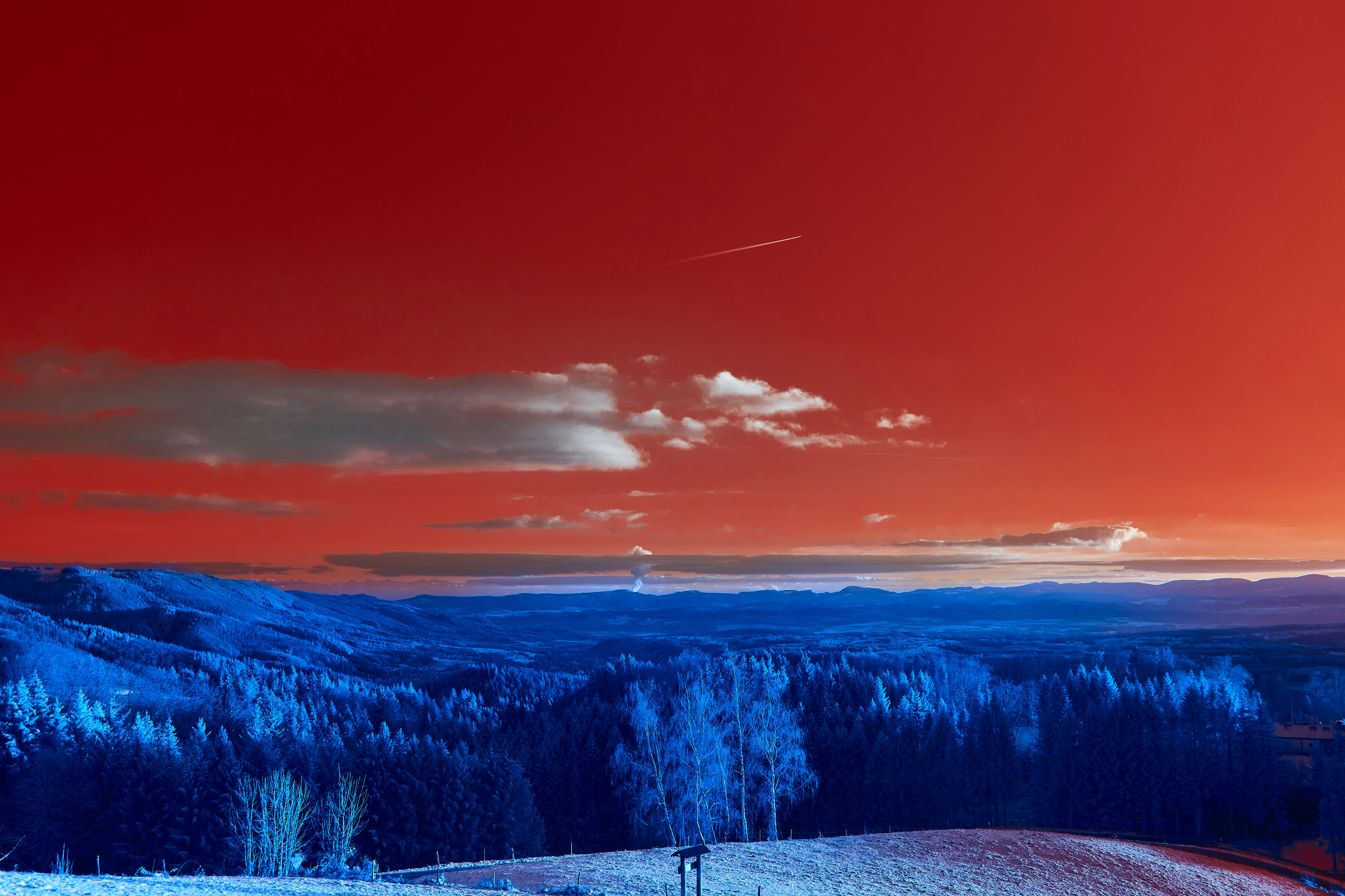 Birds flying over trees during daytime photo – Free Tree Image on Unsplash