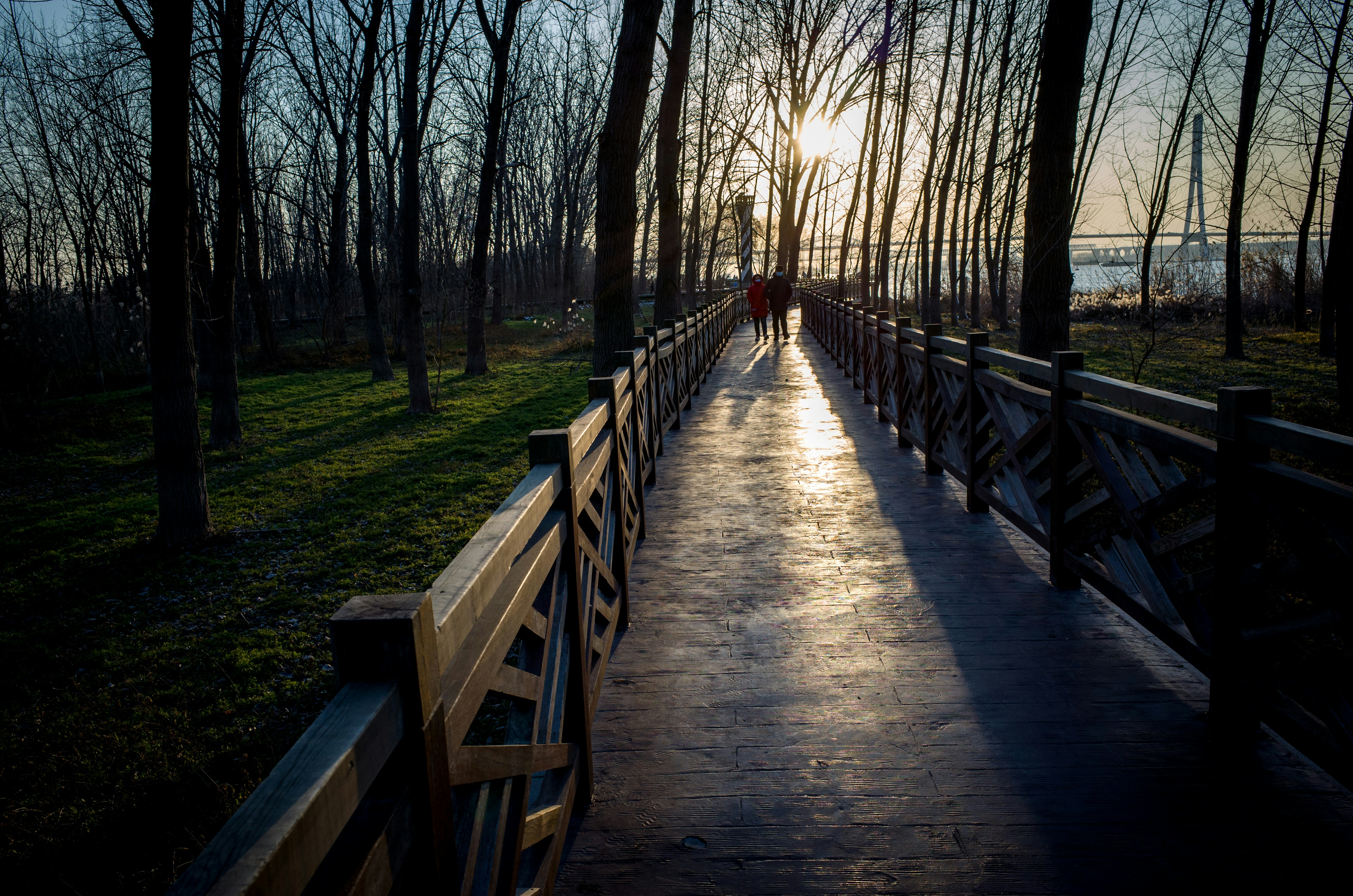 Brown wooden bridge in between trees during daytime photo – Free ...