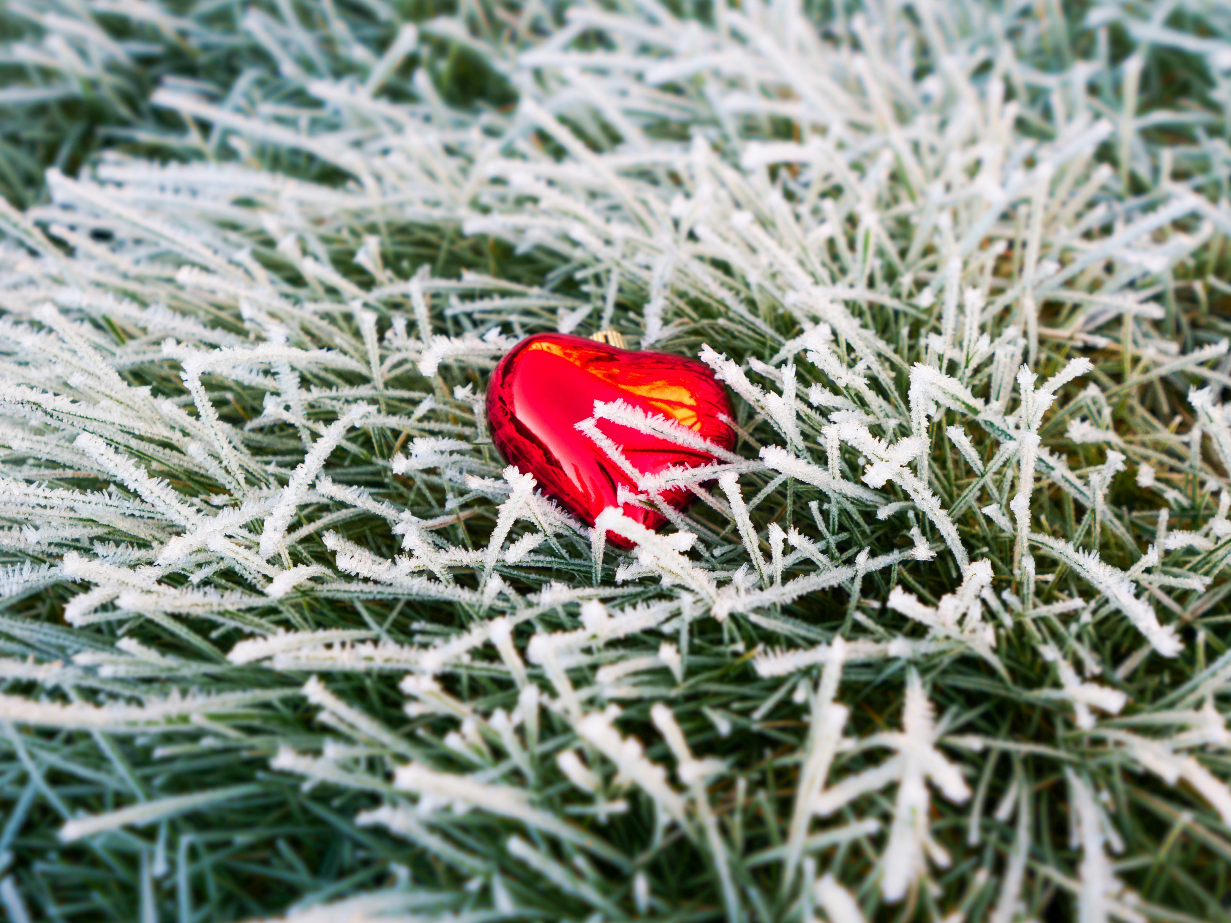 Crimson Heart Nestled in a Frosted Needle Forest