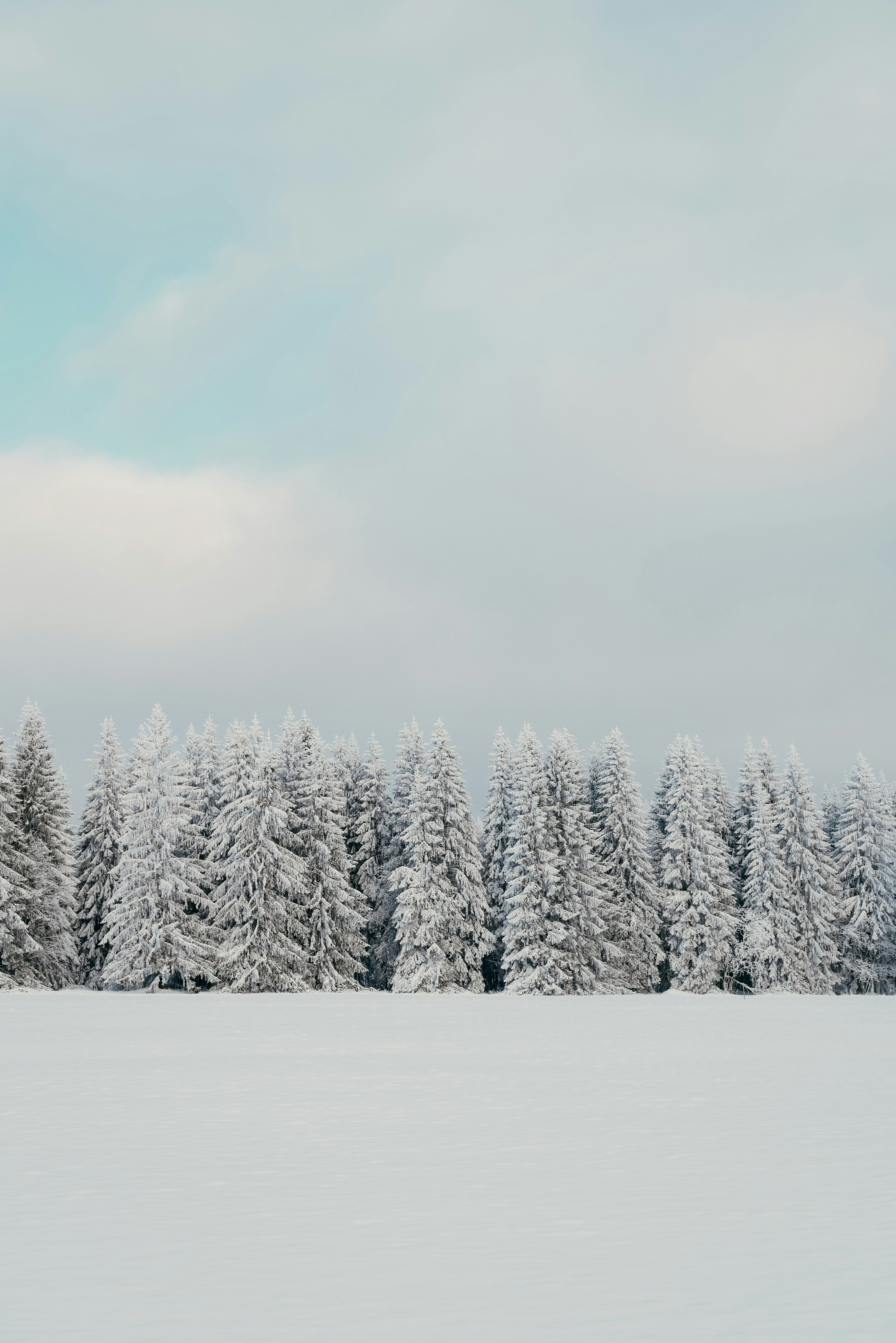 Snow-covered pine trees stand tall against a soft, cloudy sky, creating a serene winter landscape.