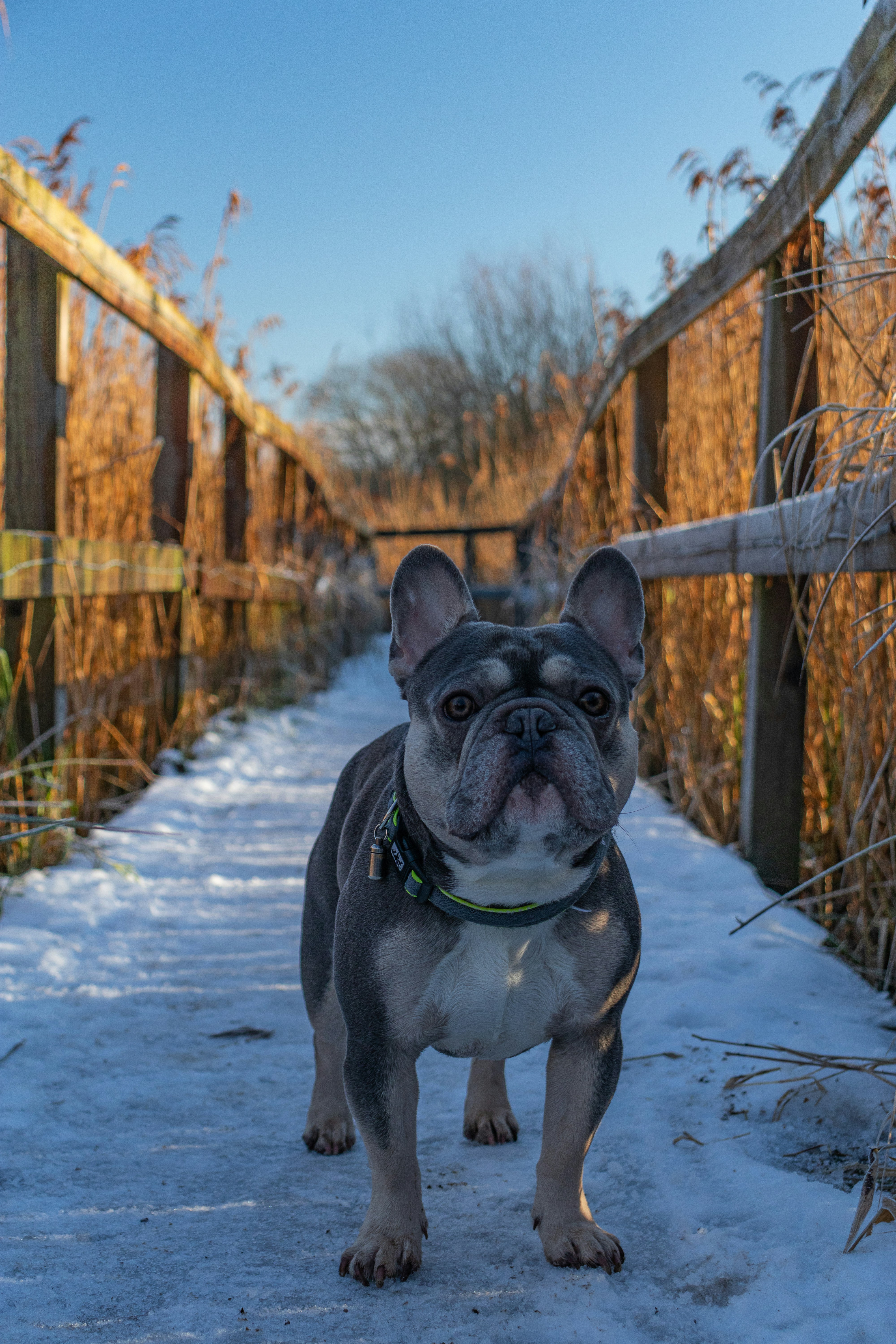 Sturdy Sentinel on a Snowy Path