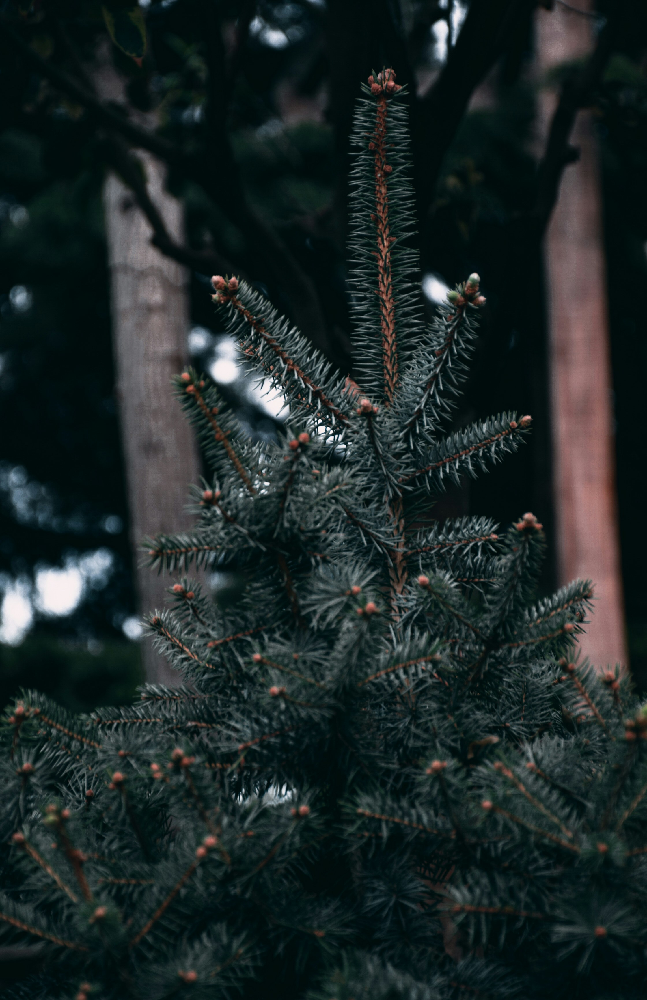 Needle Crown: Close-Up of a Blue Spruce