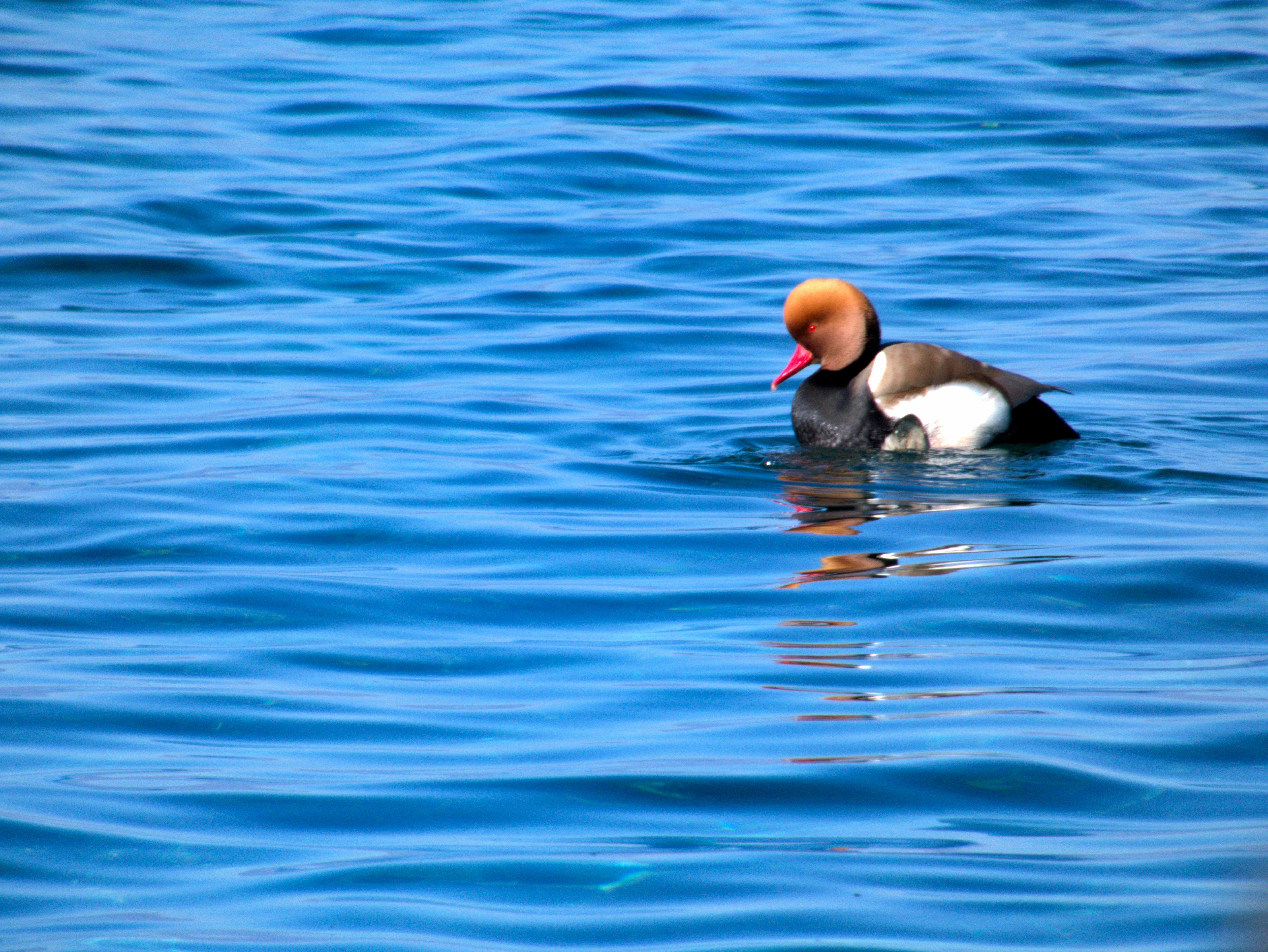 Dejan Angelov (@deniiangelov) | Comunidade de fotos da Unsplash