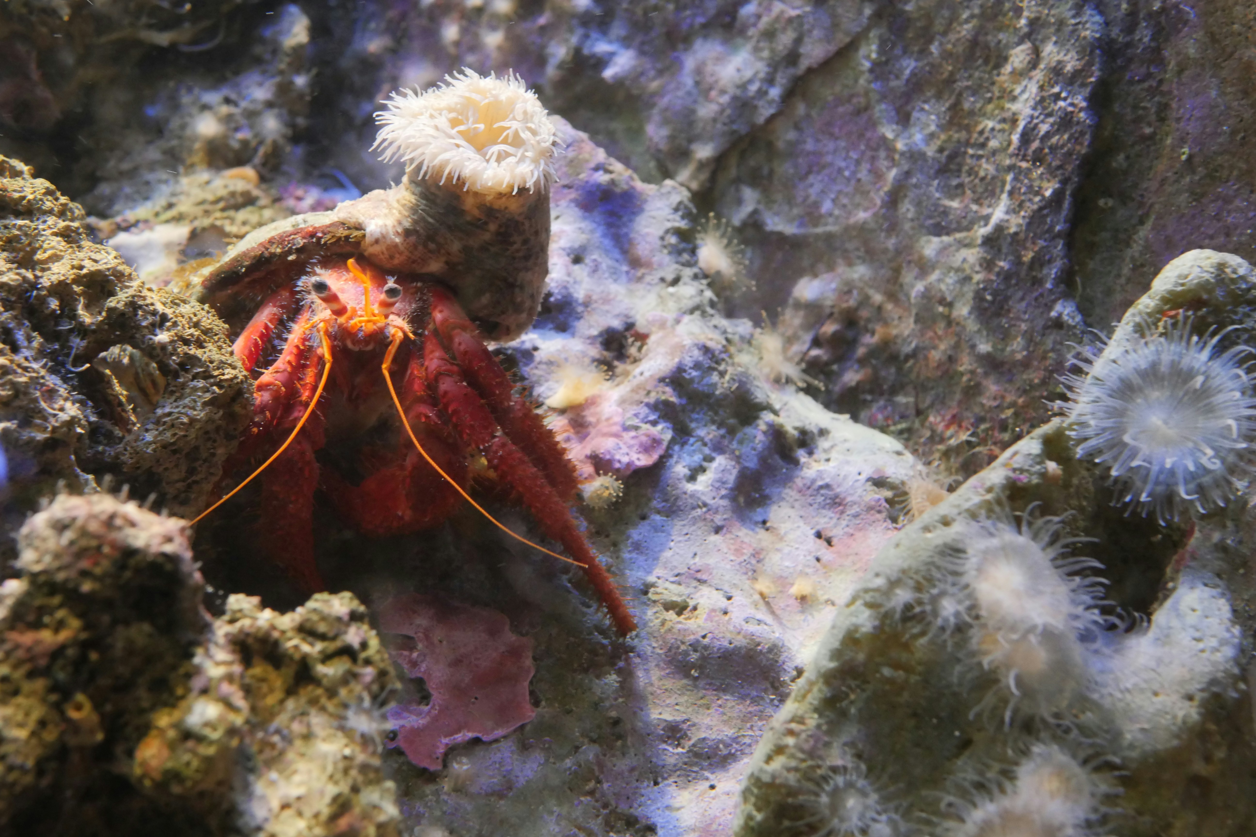 A hermit crab nestled among vibrant corals and sea anemones, showcasing its unique shell and vivid colors in a marine habitat.