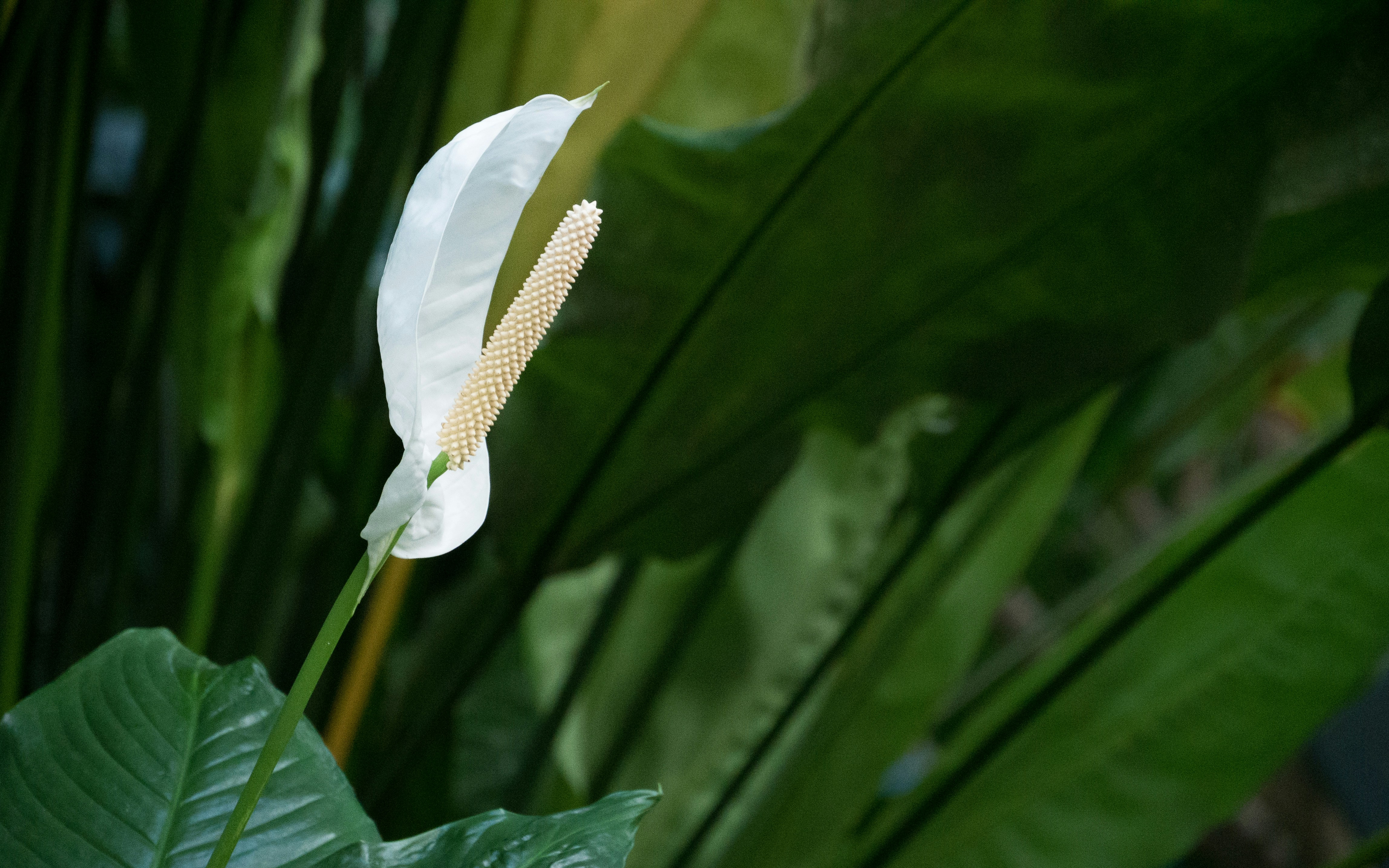 Single white calla lily with a pale spadix rises among broad green leaves, creating a sculptural focal point.