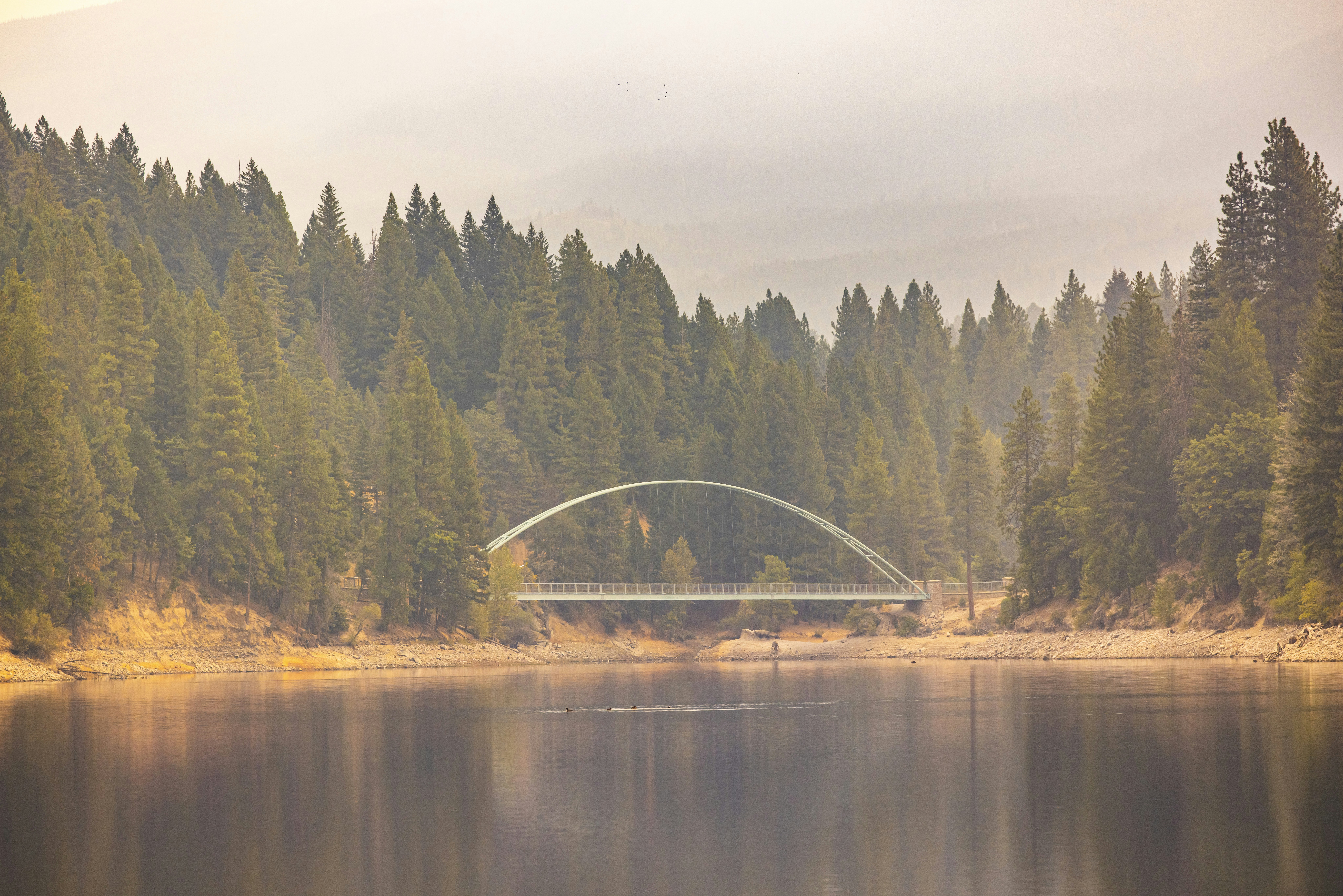 White bridge over river surrounded by trees photo – Free Forest Image ...