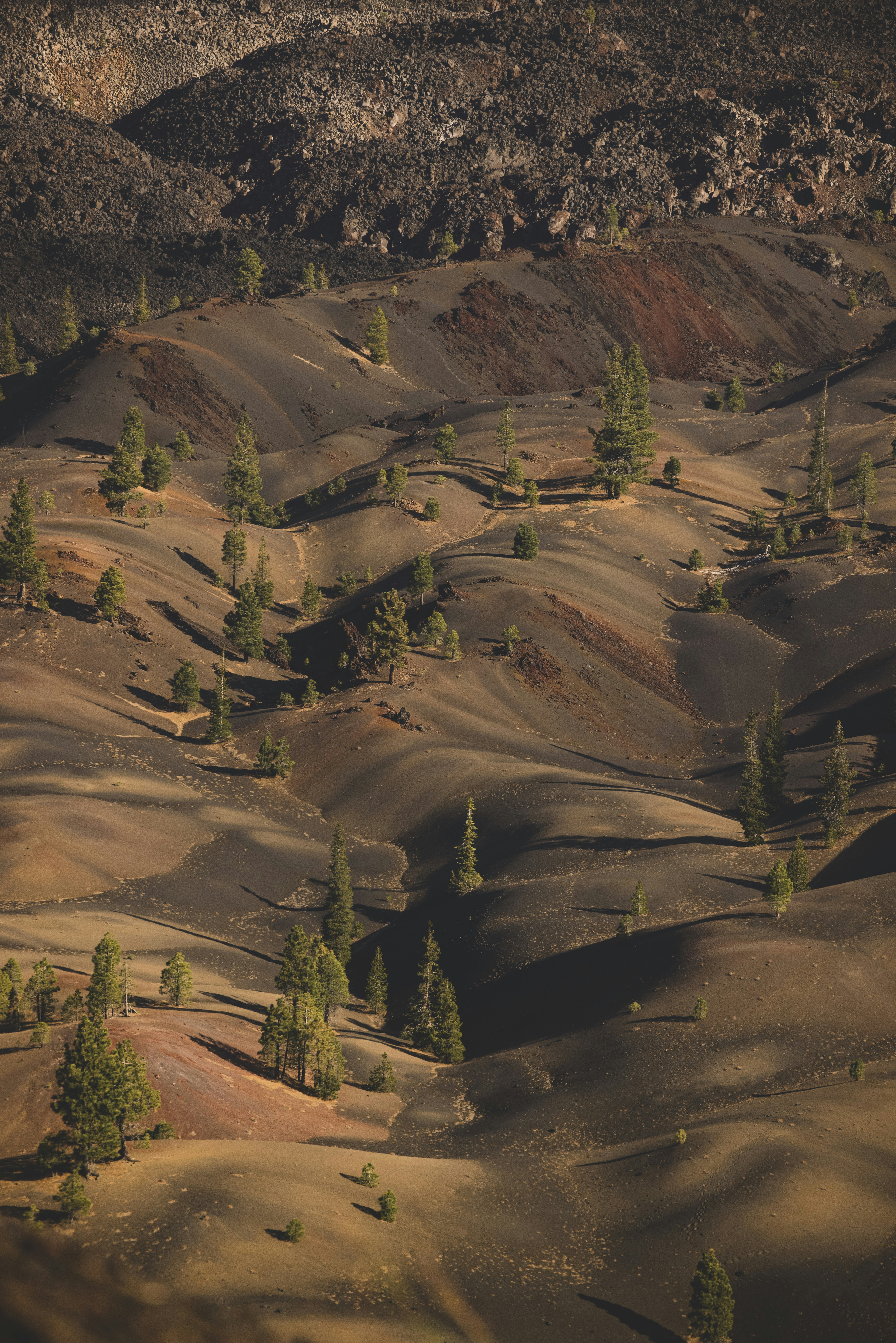 Ember Dunes: Pine Islands Carved by Volcanic Wind
