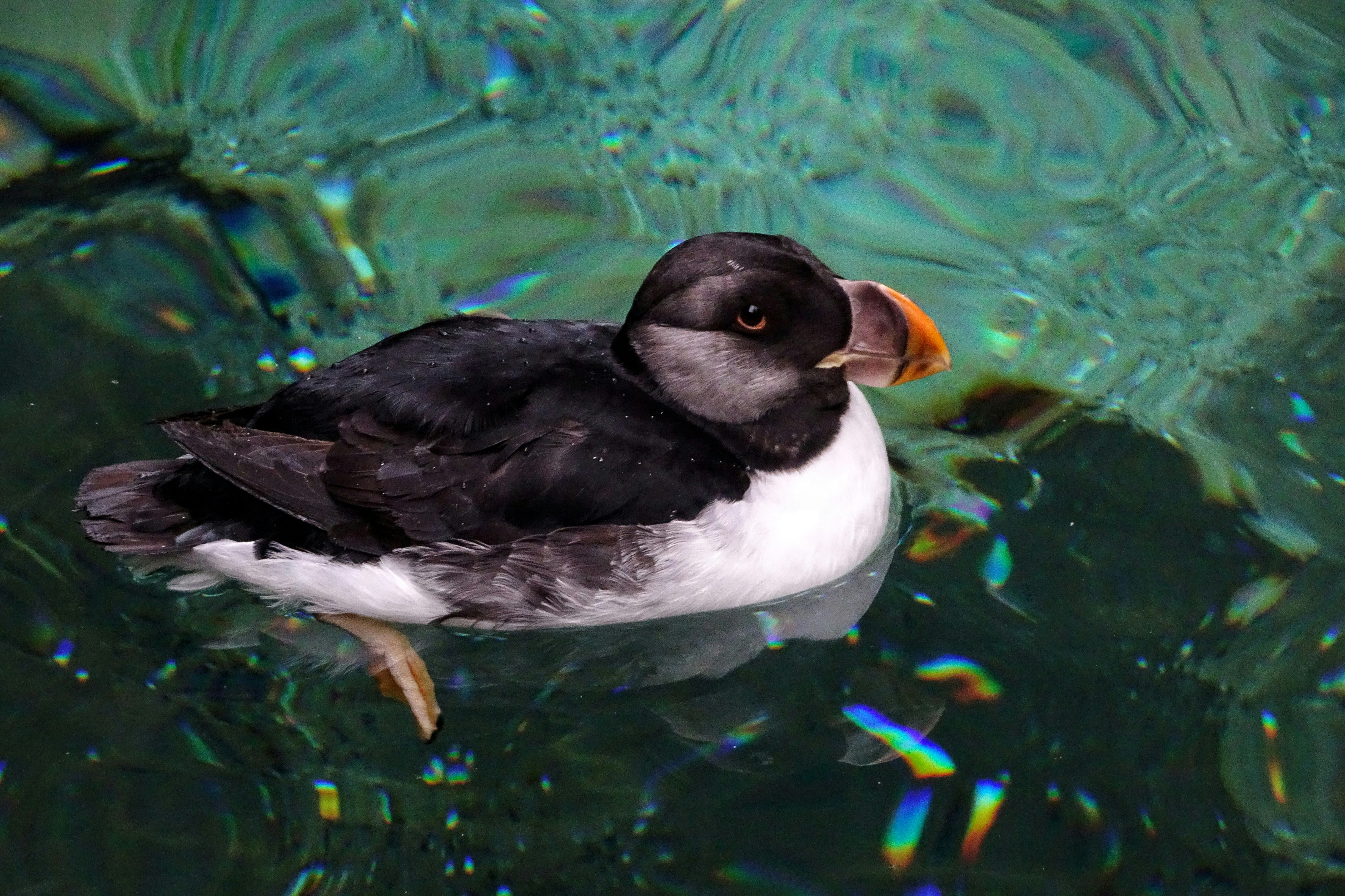 Puffin floats on emerald-green water with a bright orange beak catching the light. This photograph focuses on the bird's relaxed pose and contrast against rippled water.
