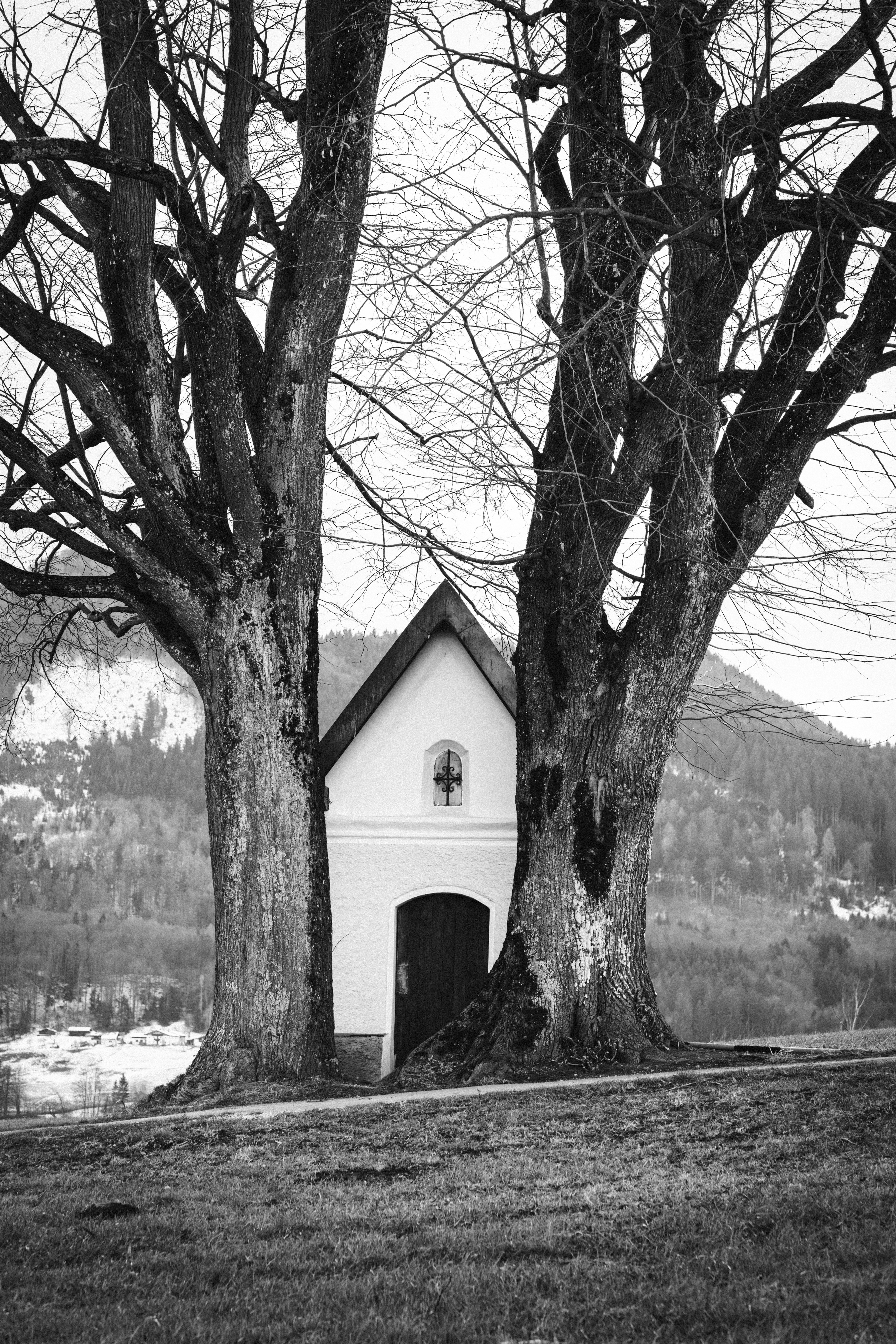 Charming chapel nestled between two towering trees, showcasing a serene landscape in monochrome tones.