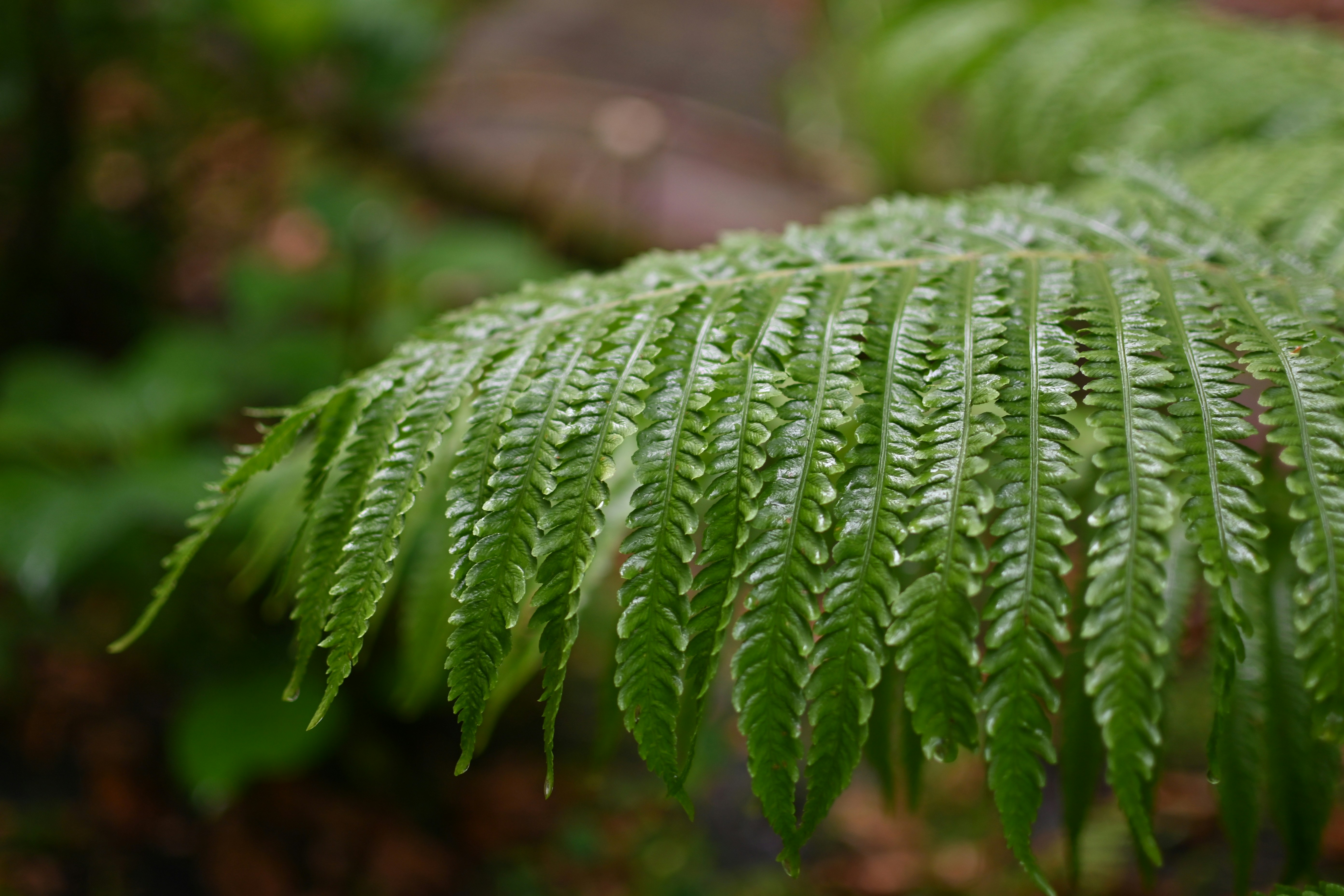 Fern after rain