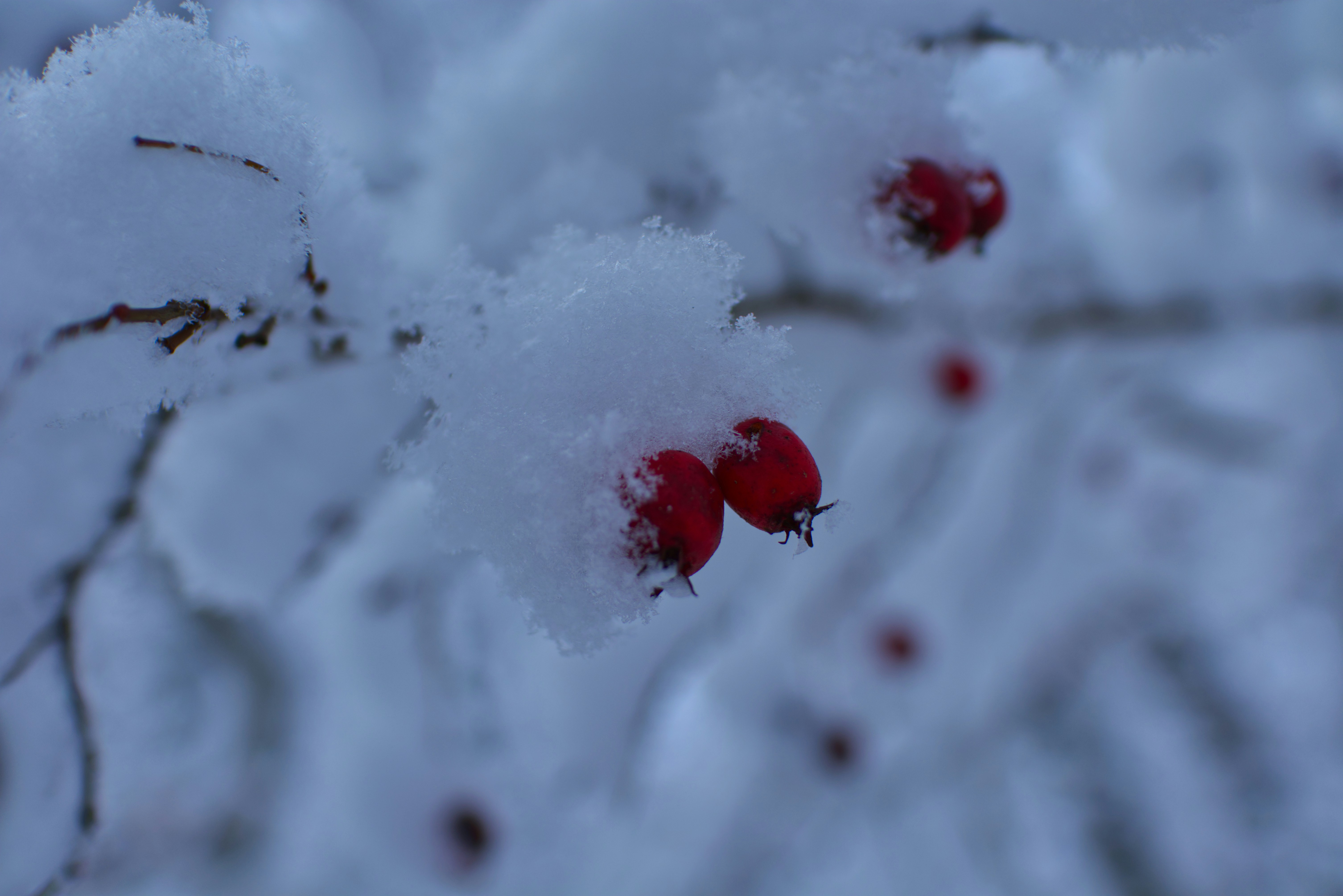 Bright red berries nestled among a blanket of snow, creating a striking contrast in a winter landscape.