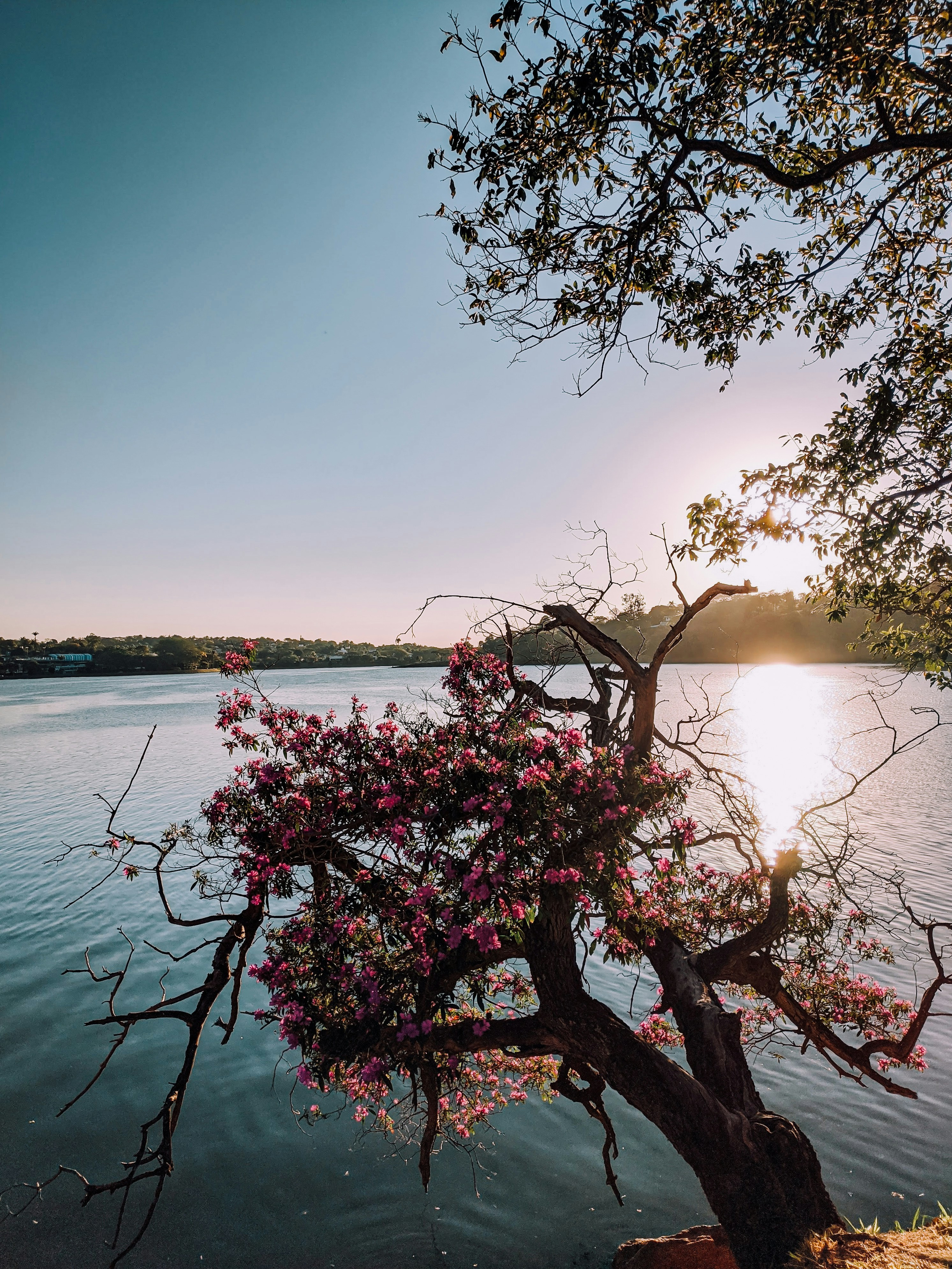 red flowers near body of water during sunset
