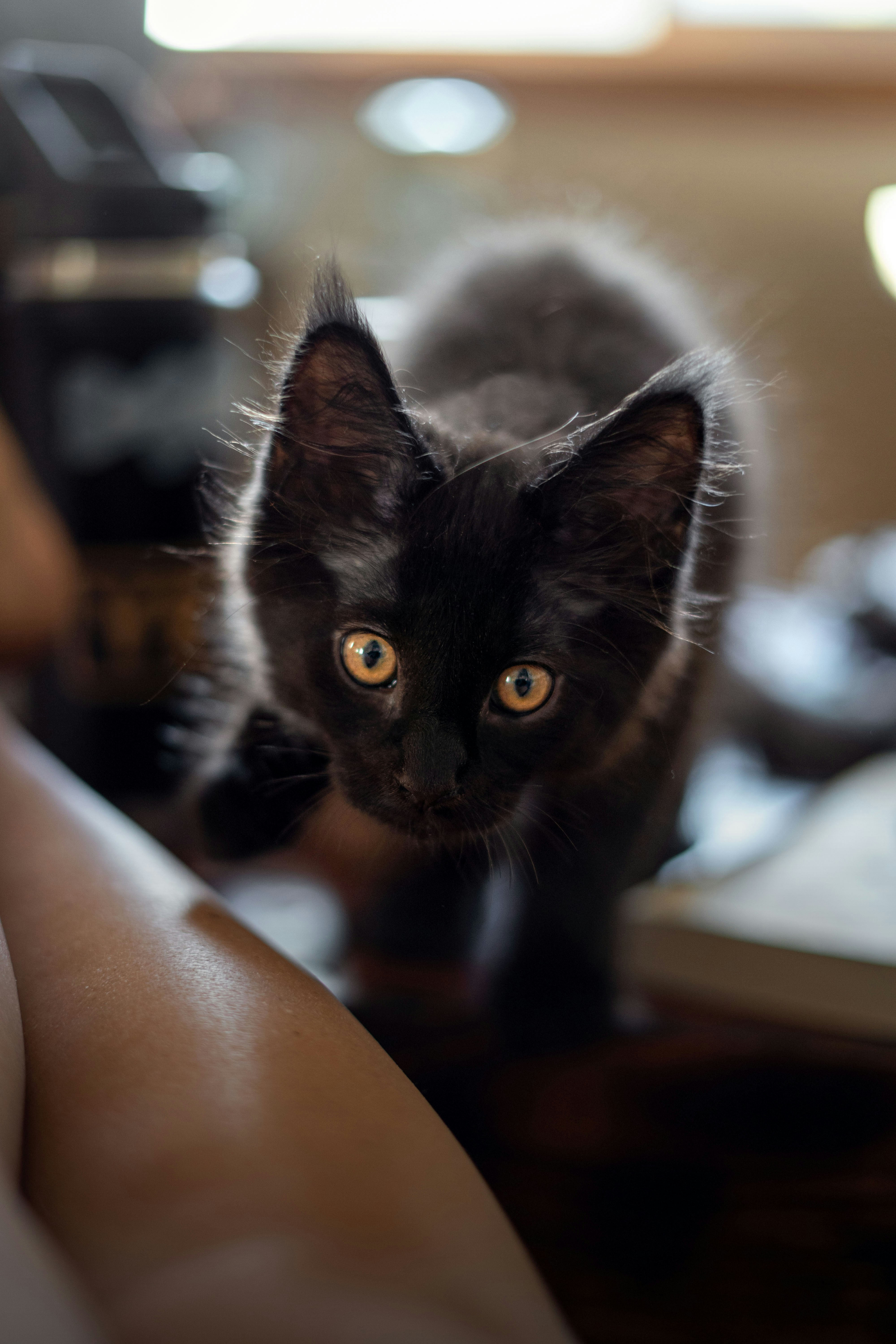 Black Kitten Pictures | Download Free Images on Unsplash